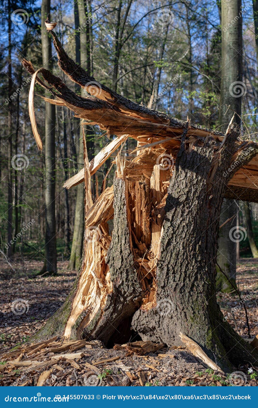 Old Tree Broken by the Wind in the Forest. Damage Caused by Storms in ...