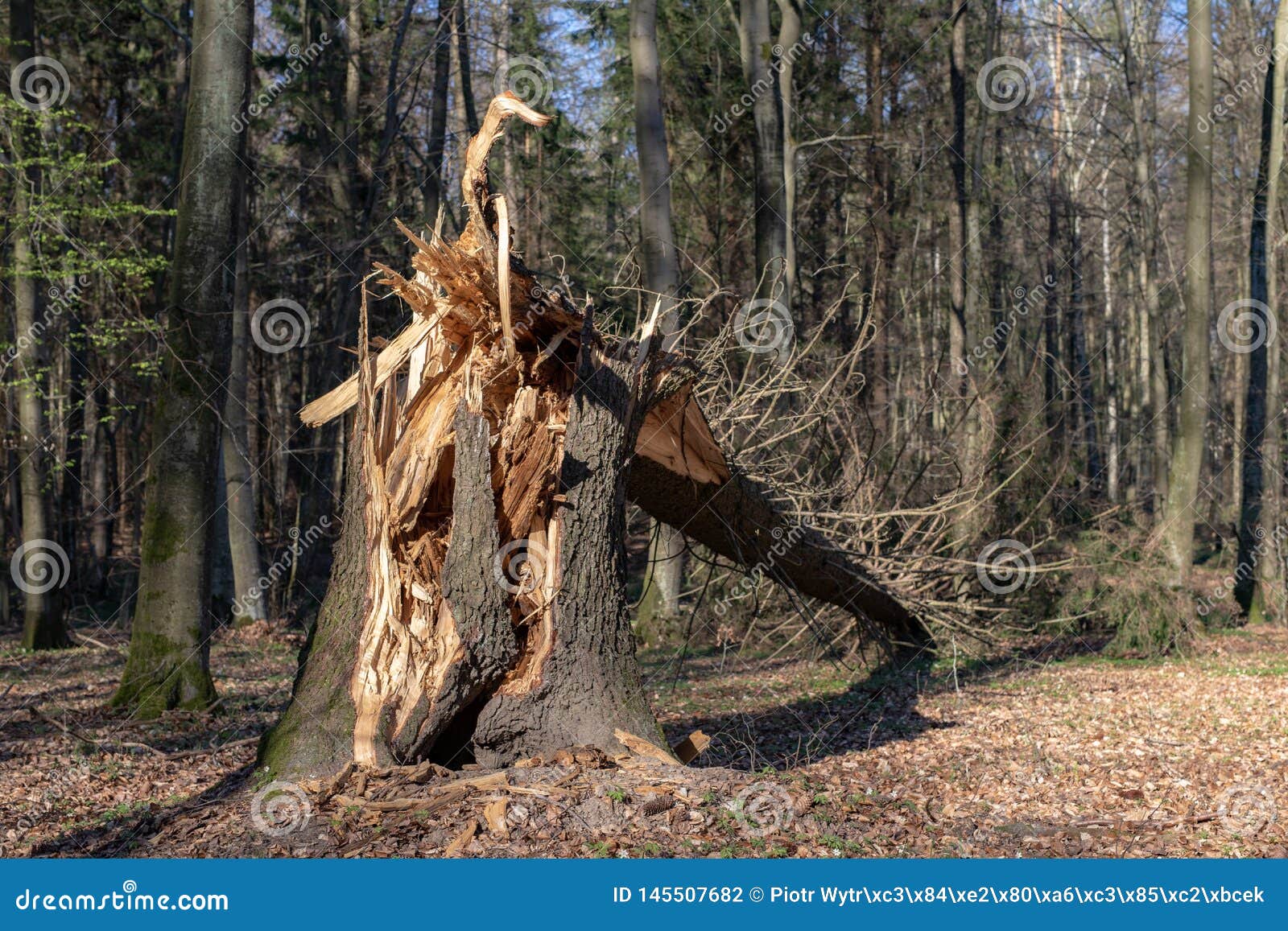 Old Tree Broken by the Wind in the Forest. Damage Caused by Storms in ...