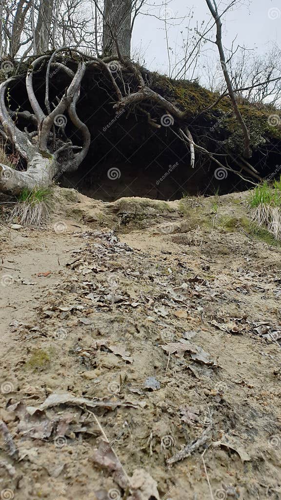 An Old Tree with Broken Roots a Hole Stock Image - Image of broken ...