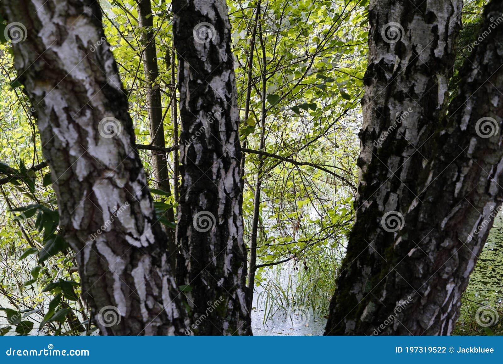 Old Tree Buck Patterns Rough Stock Photo - Image of pond, bulk: 197319522