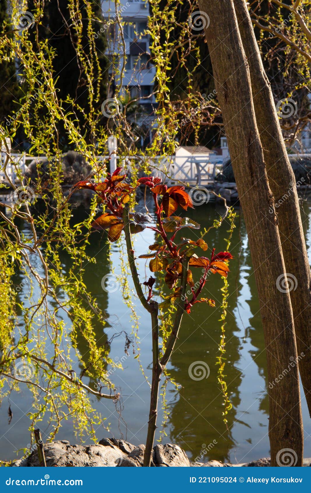 An Old Tree with Budding Buds on the Shore of a Pond in the Spring in ...
