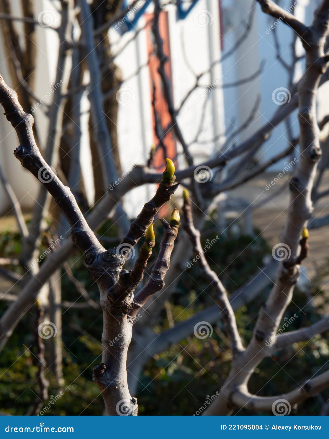 An Old Tree with Budding Buds in the Spring in the Old Park in the City ...
