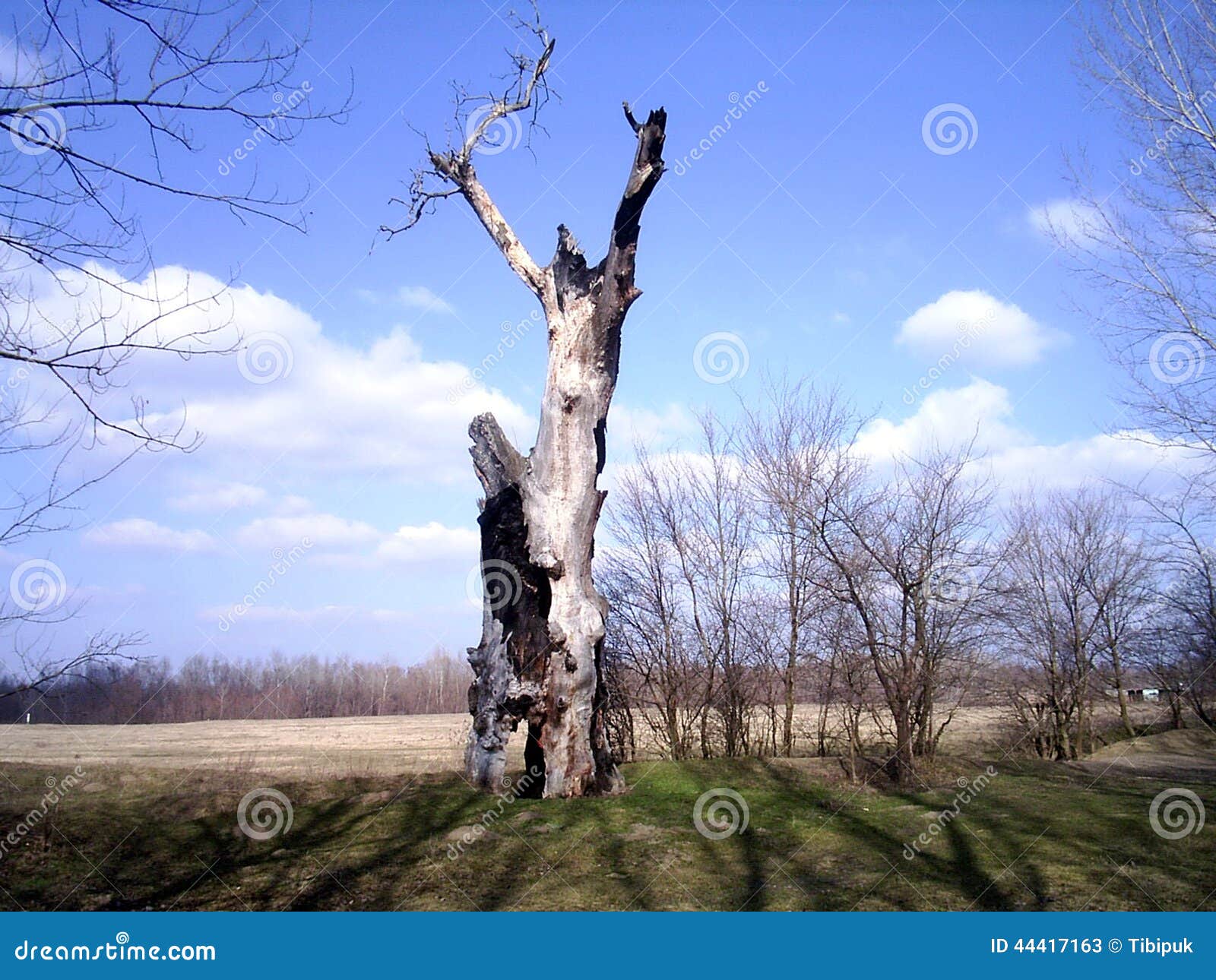 Old tree stock image. Image of forest, burned, tree - 44417163