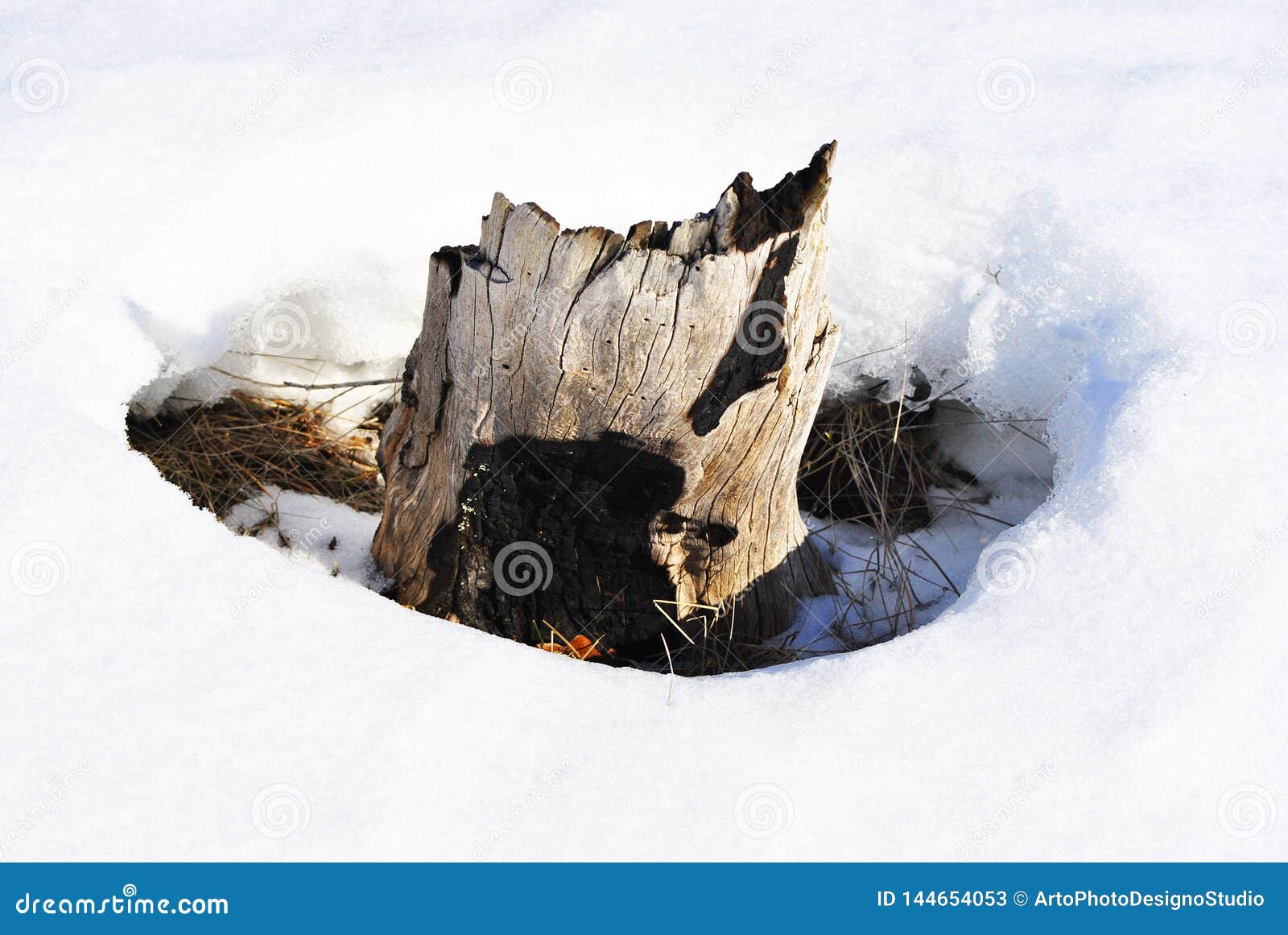 Old Tree Burned Stump and Bright Yellow Dry Grass Covered White Snow ...