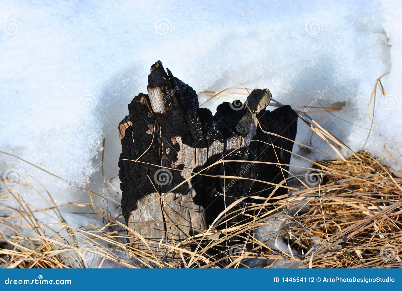 Old Tree Burned Stump and Bright Yellow Dry Grass Covered White Snow ...