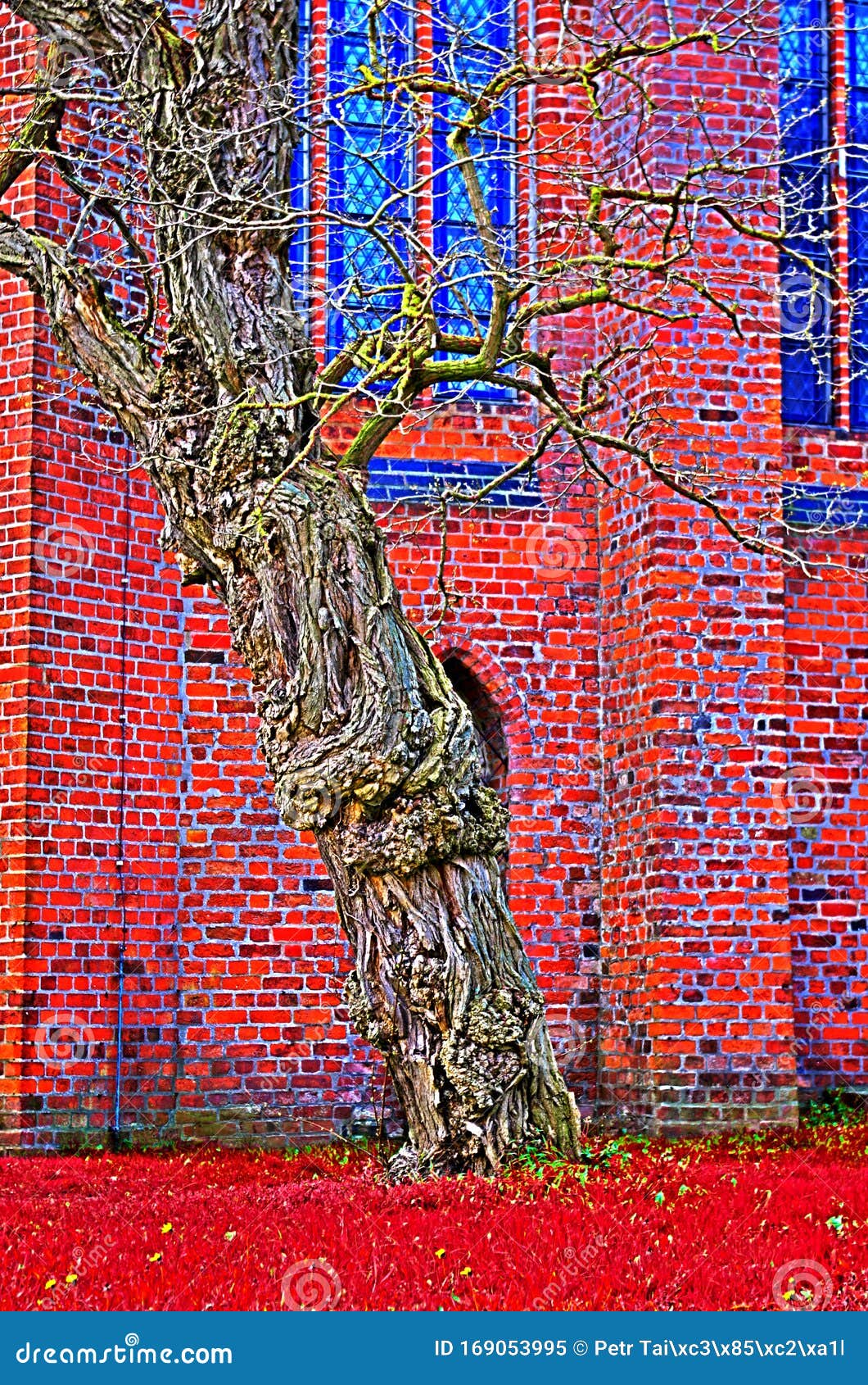 Old tree in the city stock image. Image of perspective - 169053995