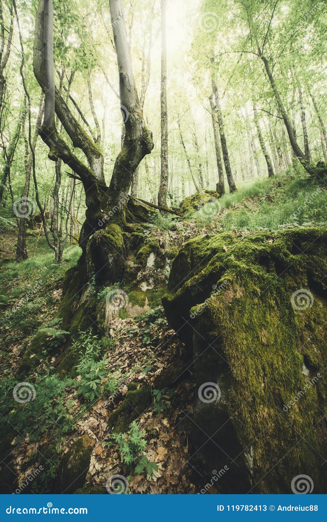 Old Tree on Cliff in Green Forest Stock Image - Image of fantasy, trail ...