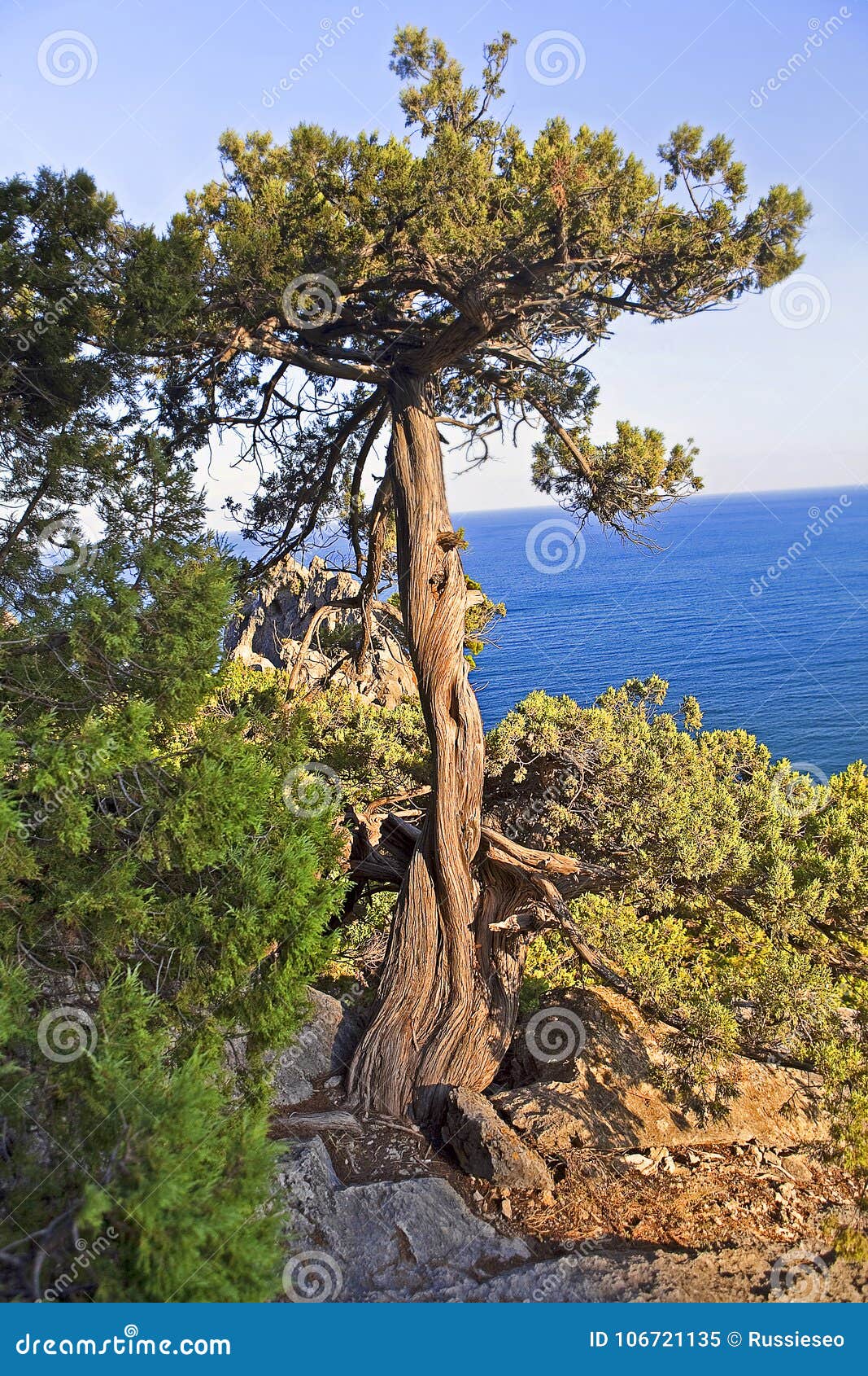 Old tree on the cliff stock image. Image of view, pine - 106721135