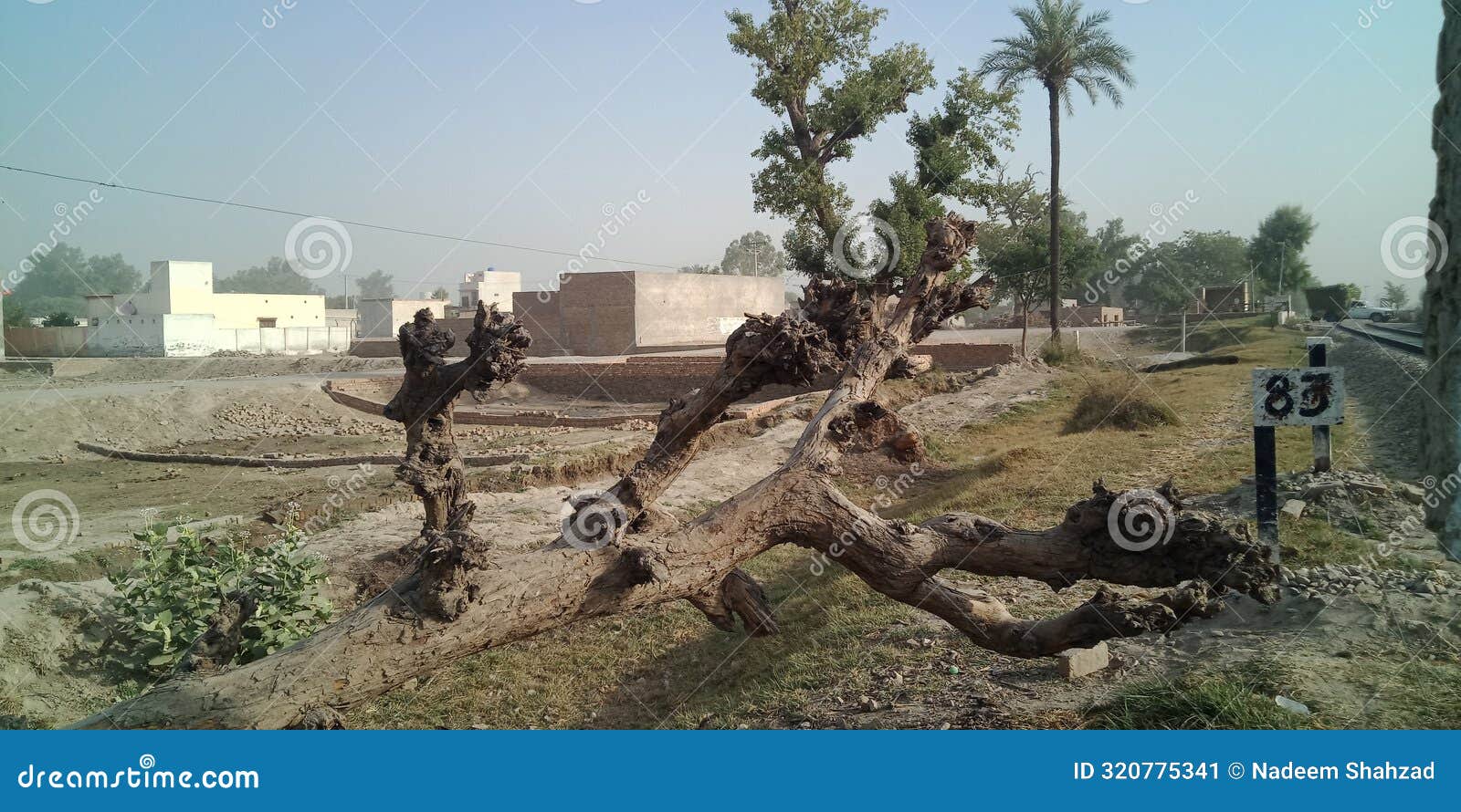 Old Tree Close Up in Punjab Pakistan Stock Image - Image of animals ...