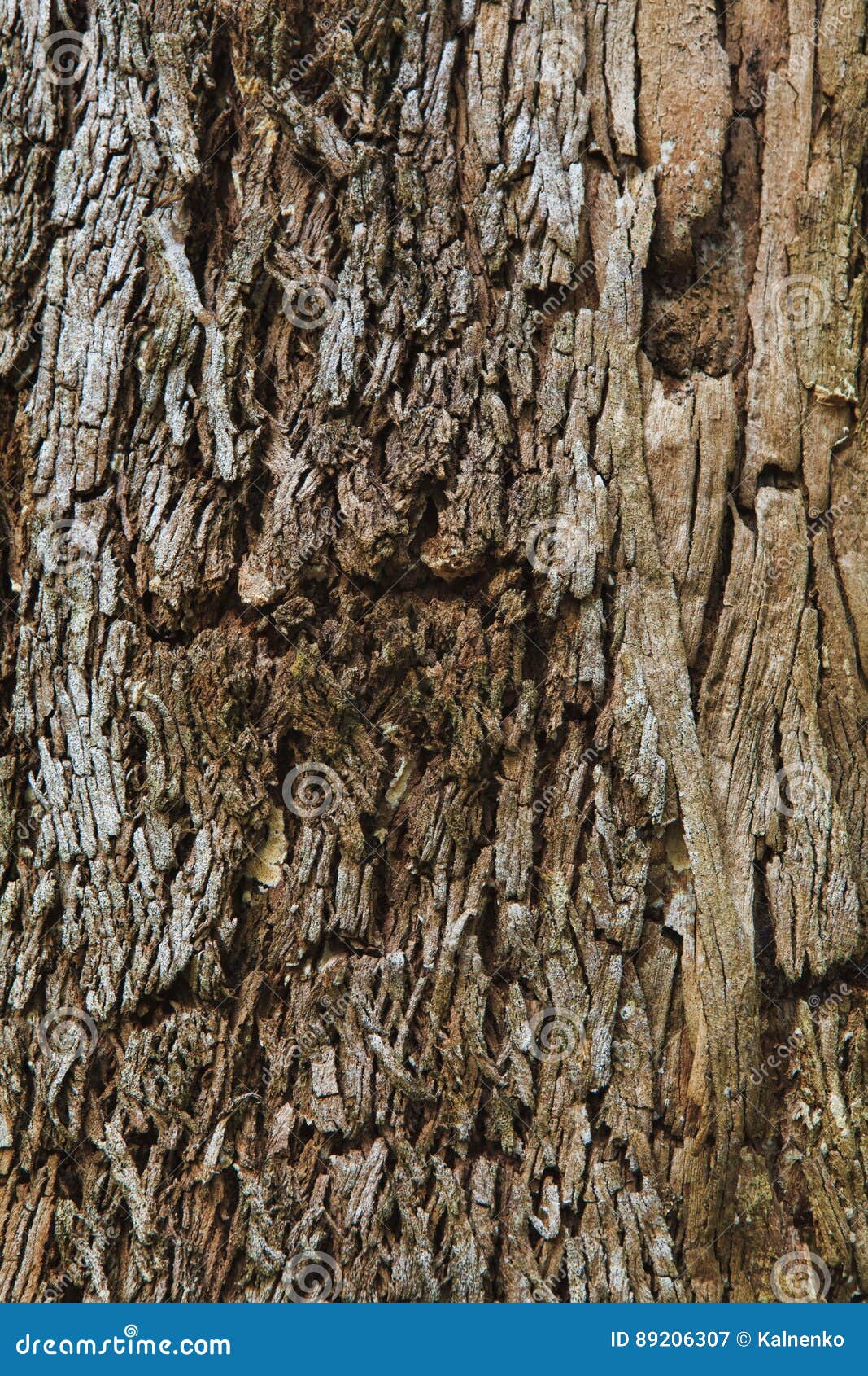 Old tree stock image. Image of wooden, wood, line, natural - 89206307