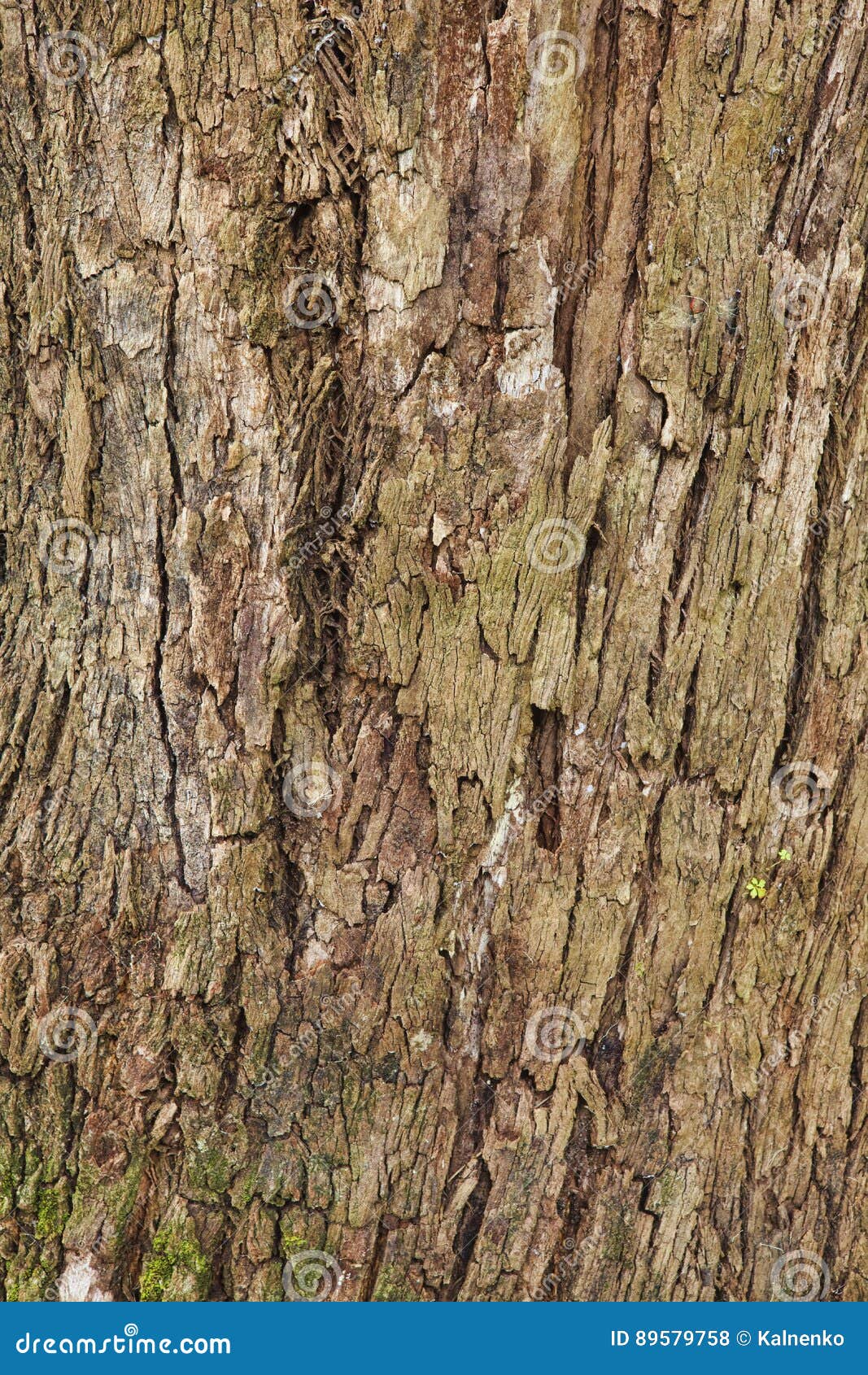 Old tree stock photo. Image of wooden, nature, surface - 89579758