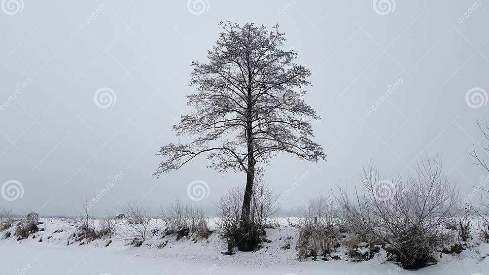 Old Tree on Cold Winter Day Stock Photo - Image of white, frozen: 87393256