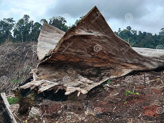 Old tree collapsed stock image. Image of collapes, collapsed - 296070729