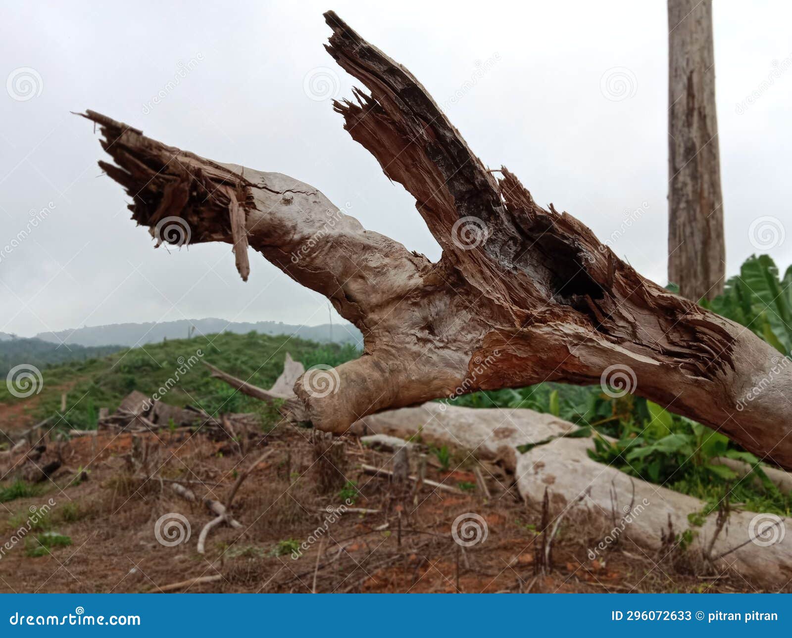 Old Tree Collapsed Ini the Forest Stock Image - Image of forest, nature ...