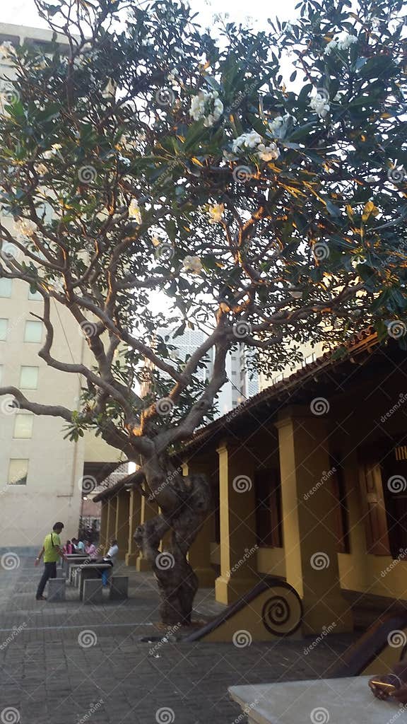 Old tree editorial photography. Image of tree, flowers - 87667532