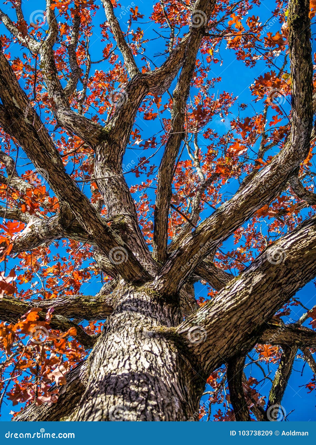 Old Tree with Colored Leaves Stock Image - Image of leaf, october ...