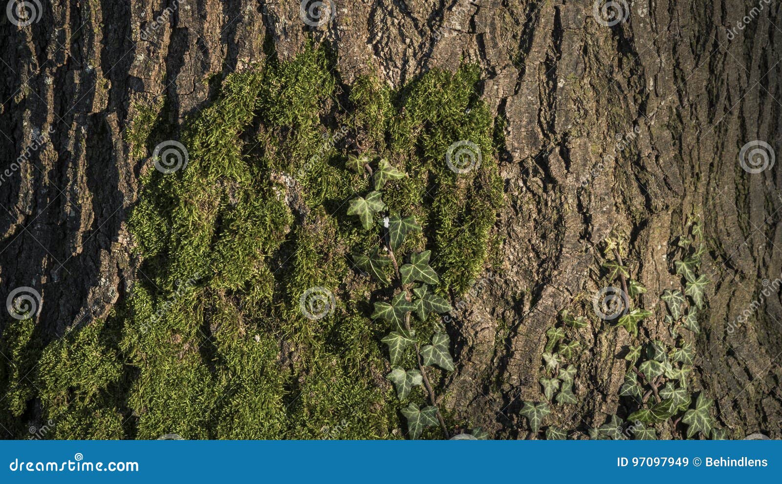 Old Tree Covered by Green Moss Stock Image - Image of green, natural ...