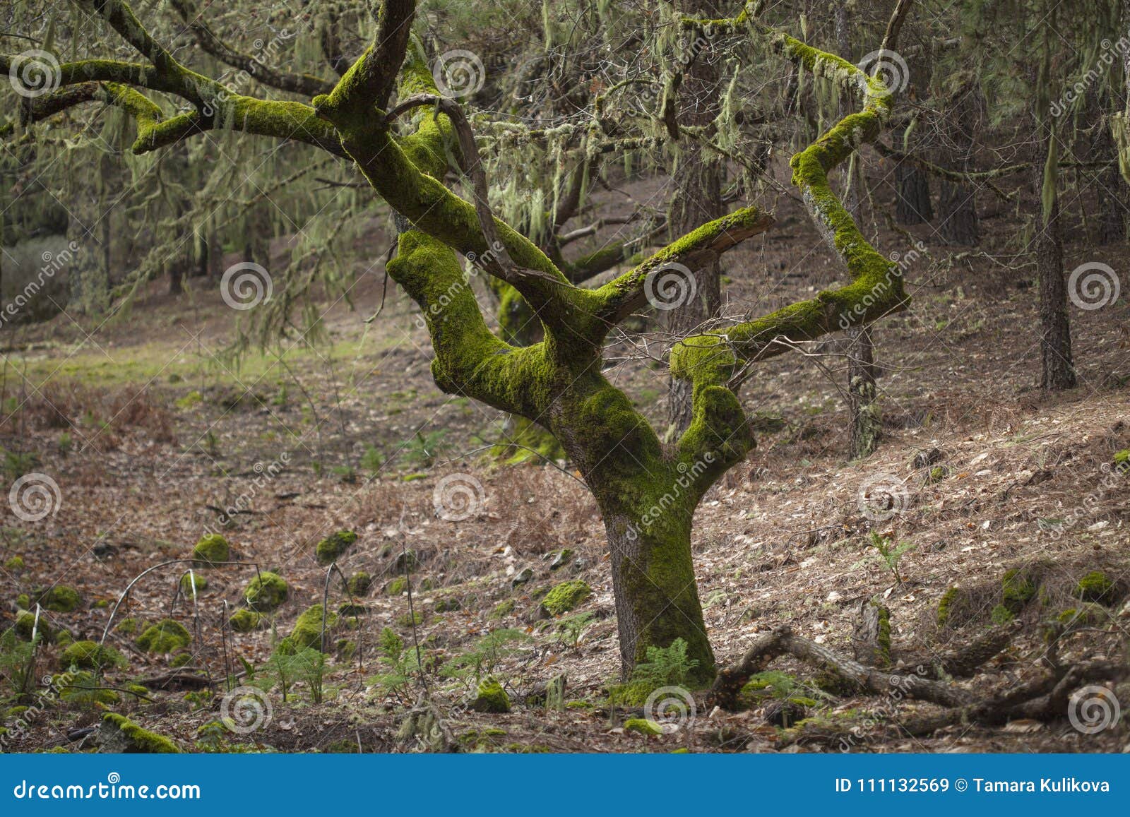 Old tree covered in moss stock image. Image of gran - 111132569