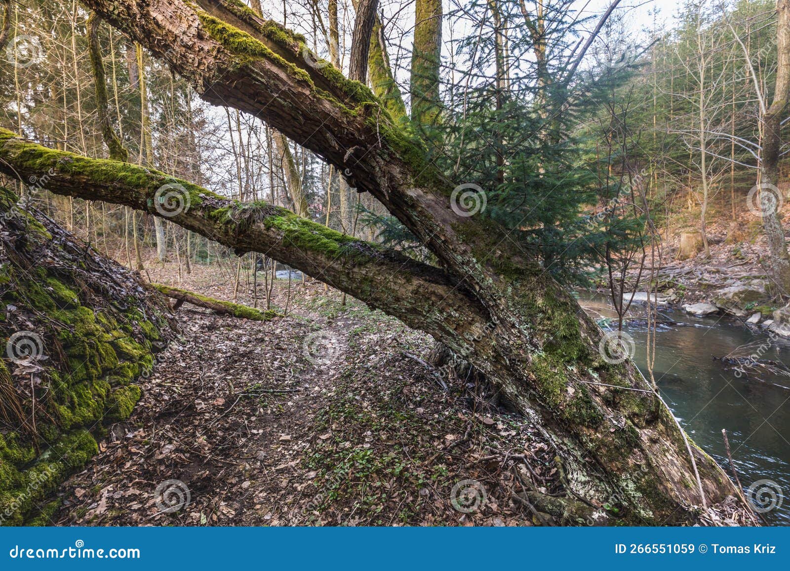 Old tree covered with moss stock image. Image of growth - 266551059