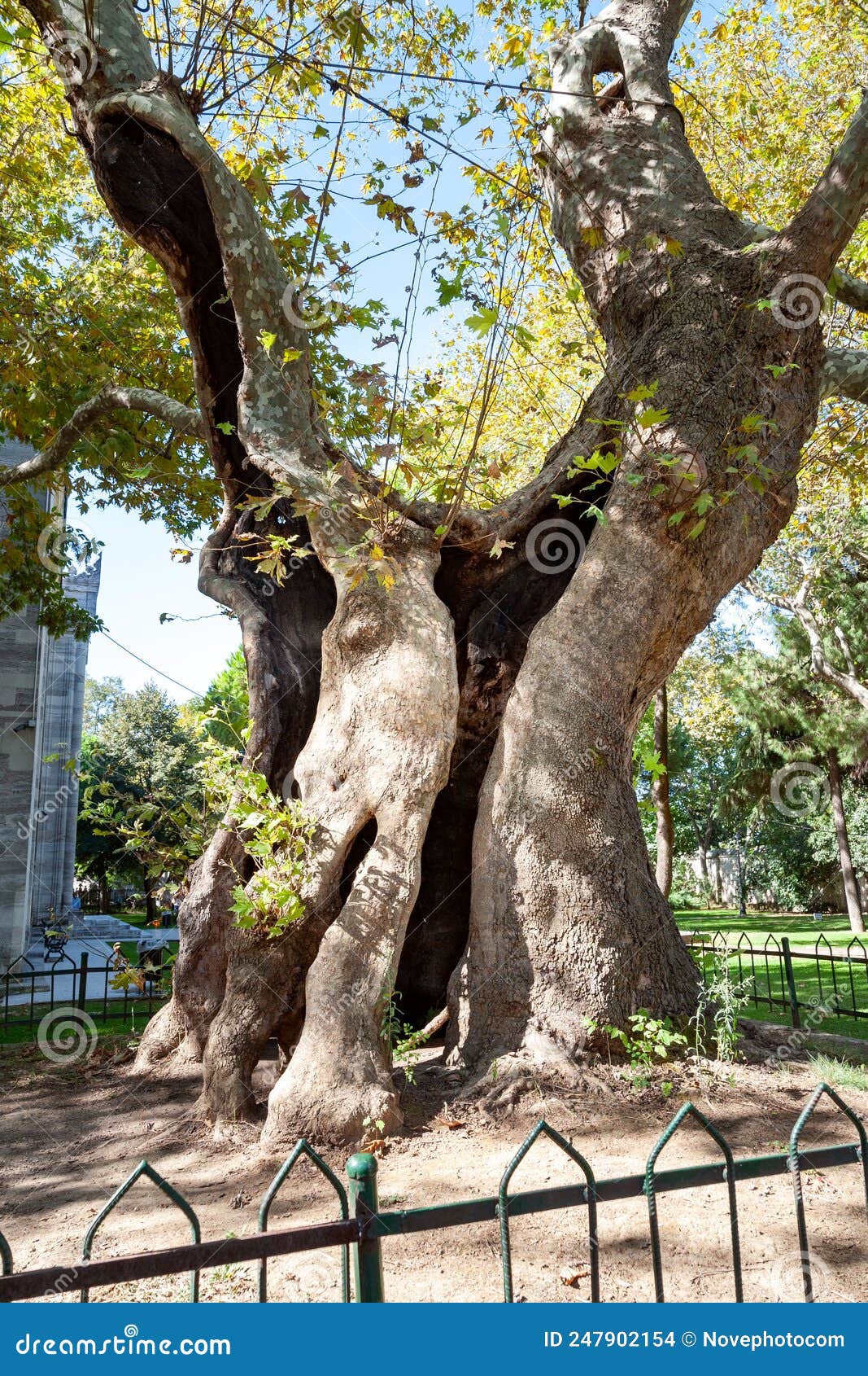 Old Tree. Old Cracked Tree with a Big Hollow. an Ancient Plant Stock ...