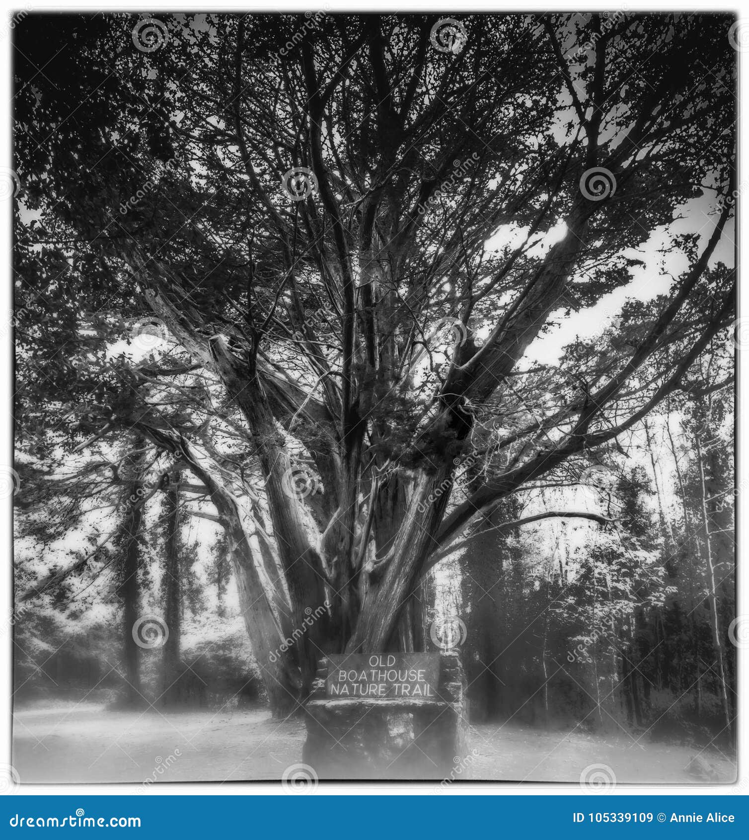 Old tree stock image. Image of nature, tree, boathouse - 105339109