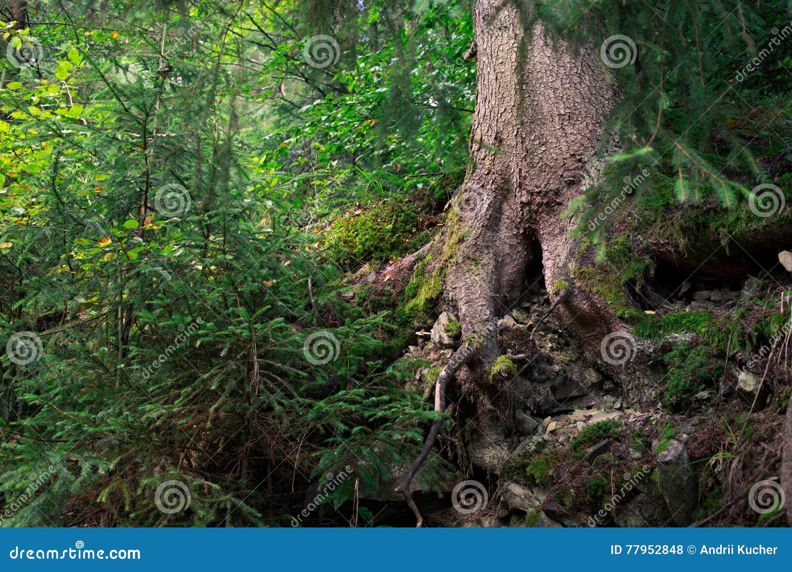 Old Tree with Crooked Roots in the Coniferous Forest Stock Photo ...