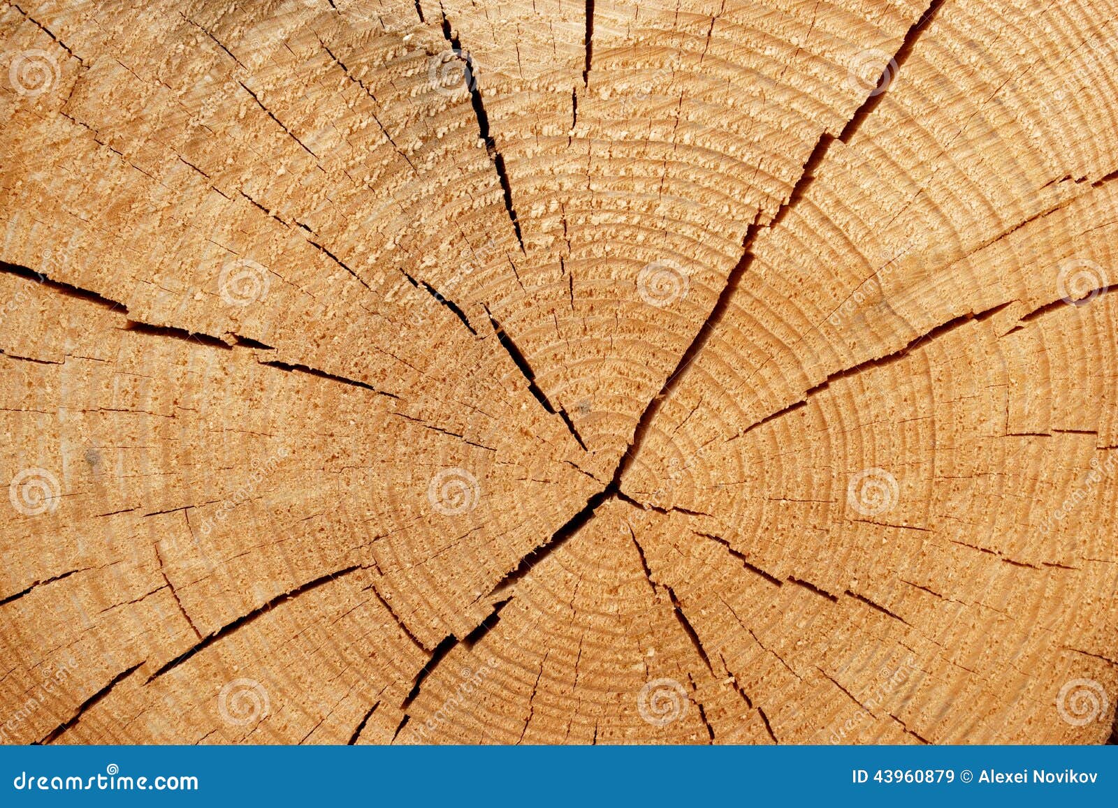Tree Cross Section Showing Annual Rings Stock Photo | CartoonDealer.com ...