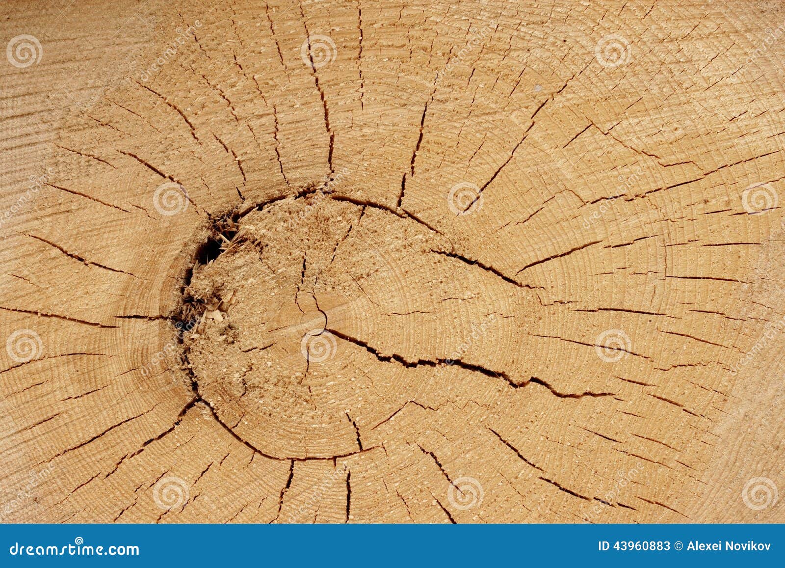 Old Tree Cross Section stock image. Image of isolated - 43960883