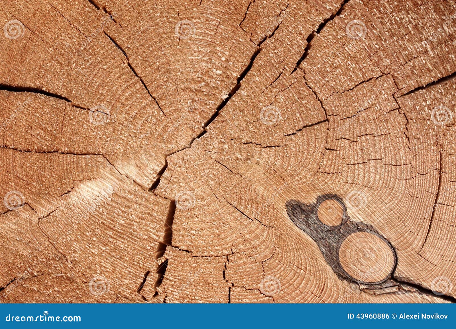 Old Tree Cross Section stock photo. Image of closeup - 43960886