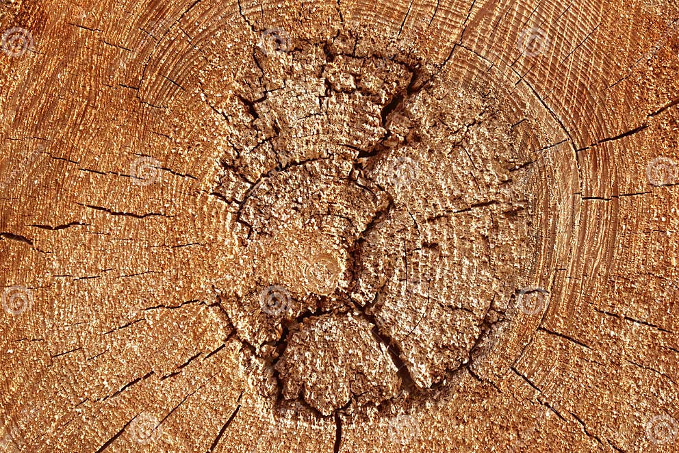 Old Tree Cross Section stock photo. Image of abstract - 43960920