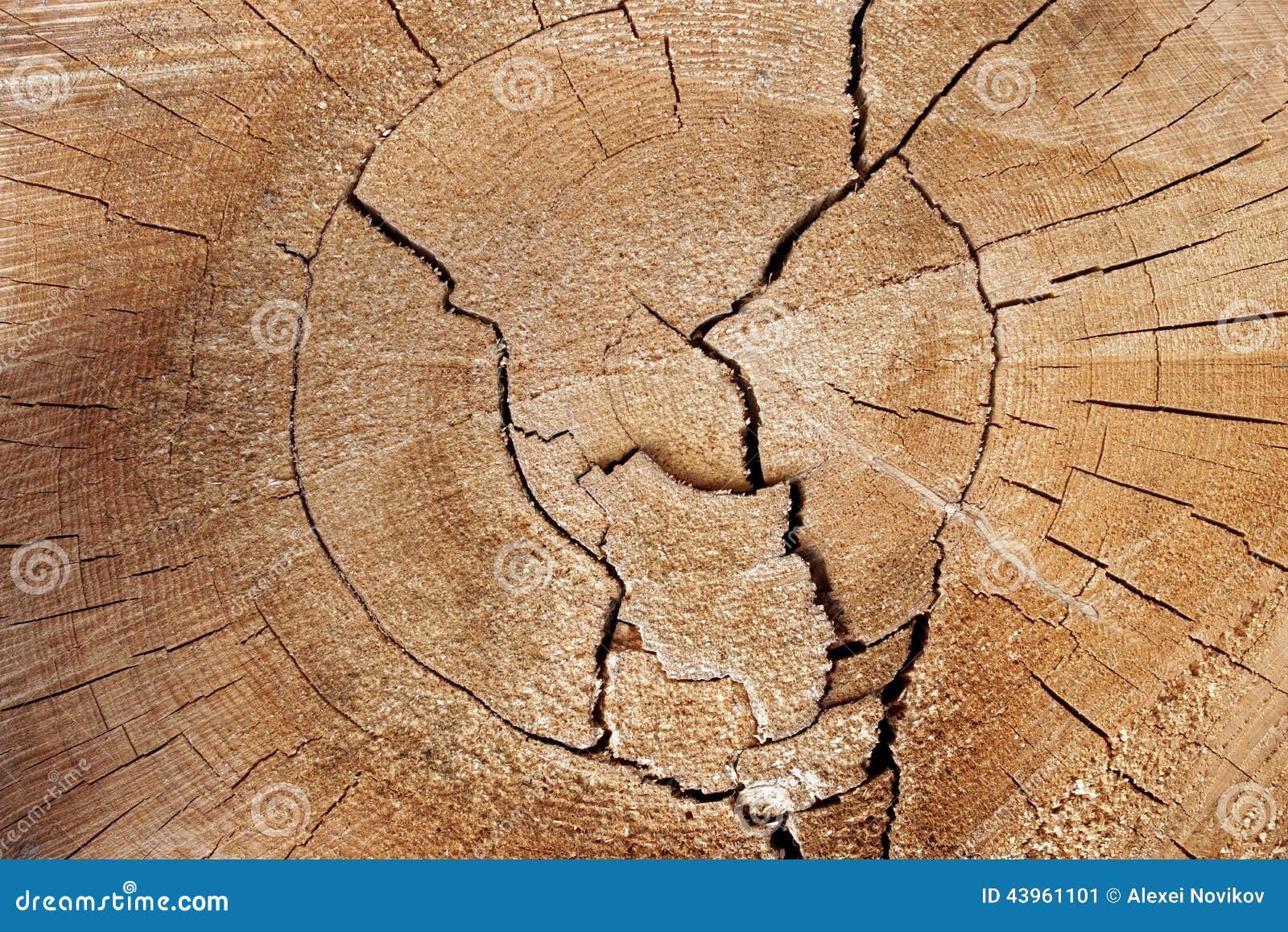 Old Tree Cross Section stock image. Image of panel, lumber - 43961101