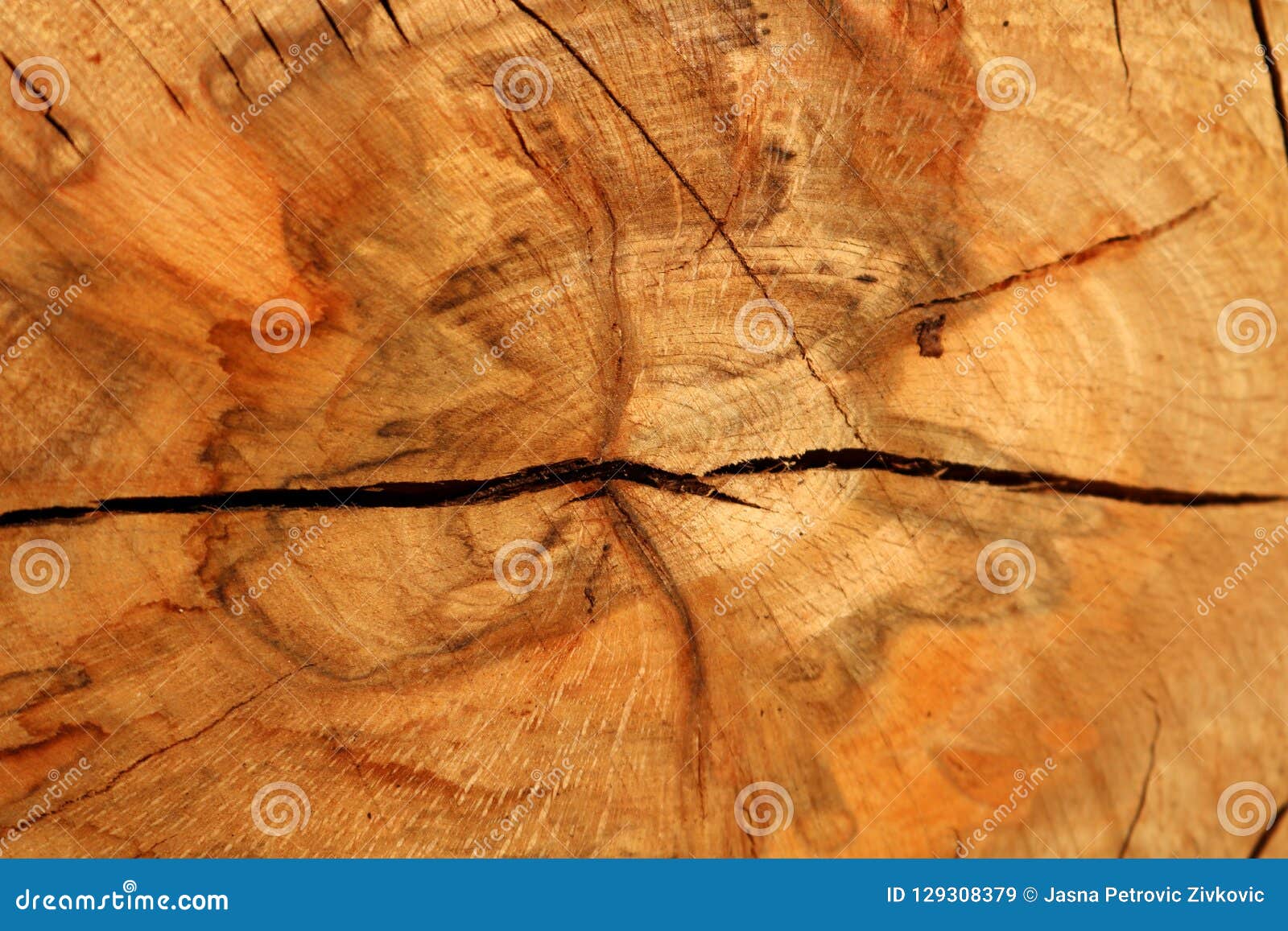 Old Tree Cross Section stock image. Image of color, people - 129308379