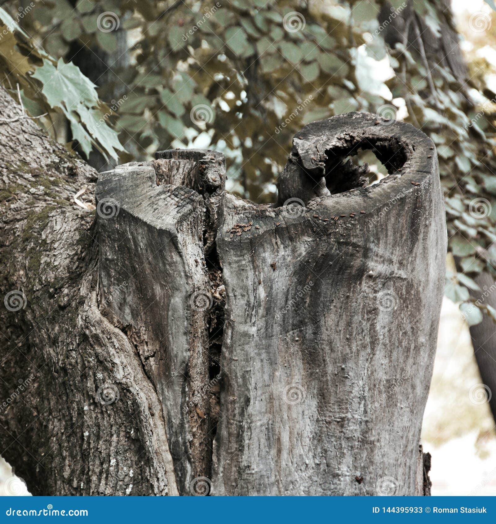 Old Tree in the Park. Cross Section of the Tree Stock Image - Image of ...