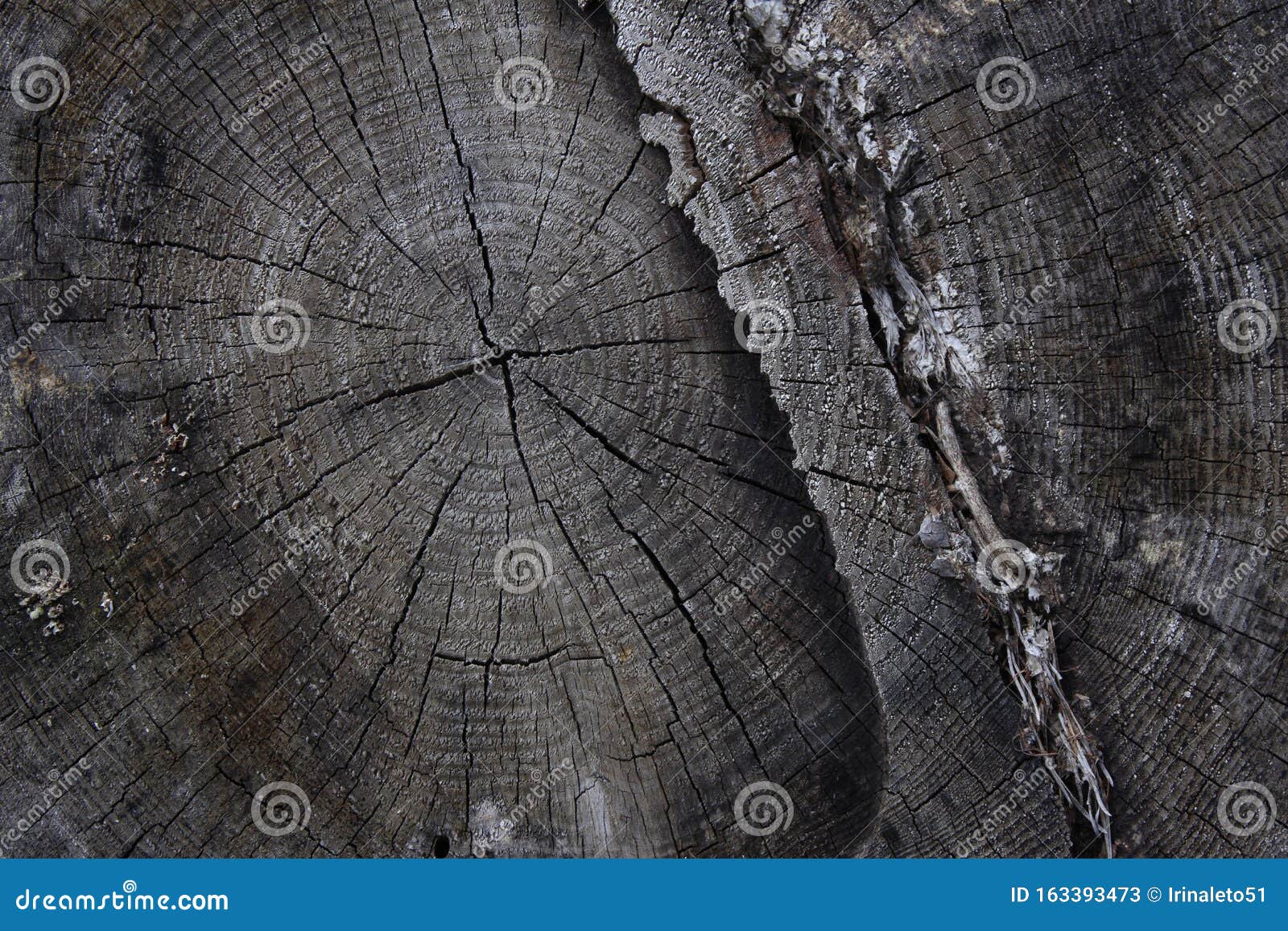 Old Tree Cut with Annual Rings Stock Image - Image of closeup, firewood ...