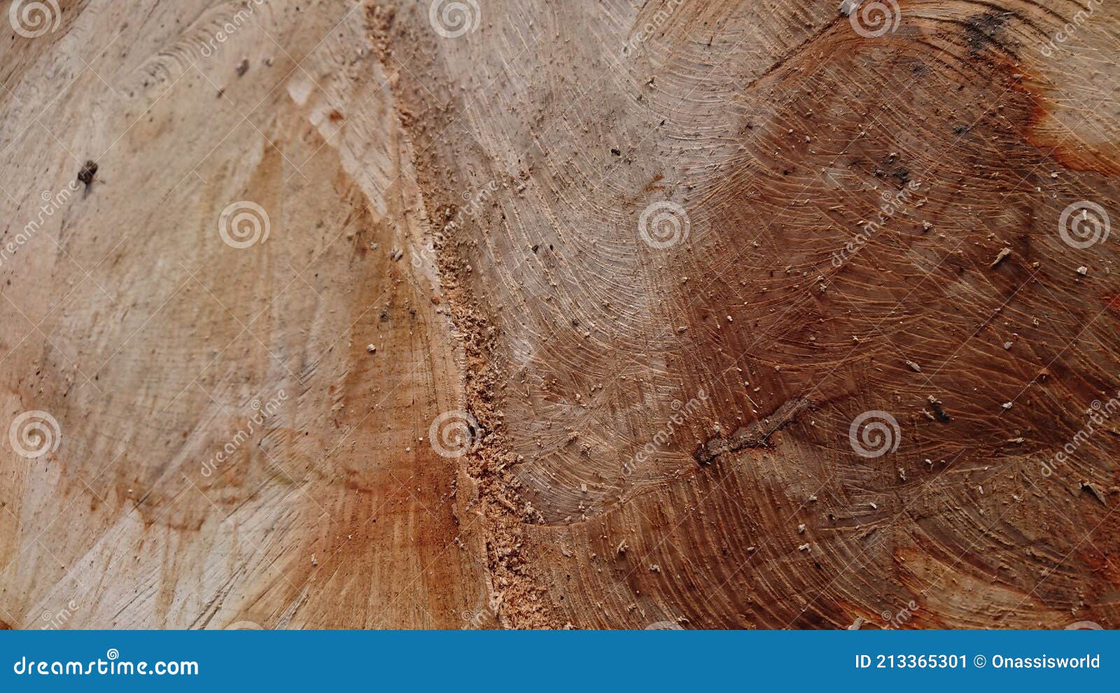 Old Tree Cut Closeup of Wood and Bark Stock Image - Image of wood, tree ...