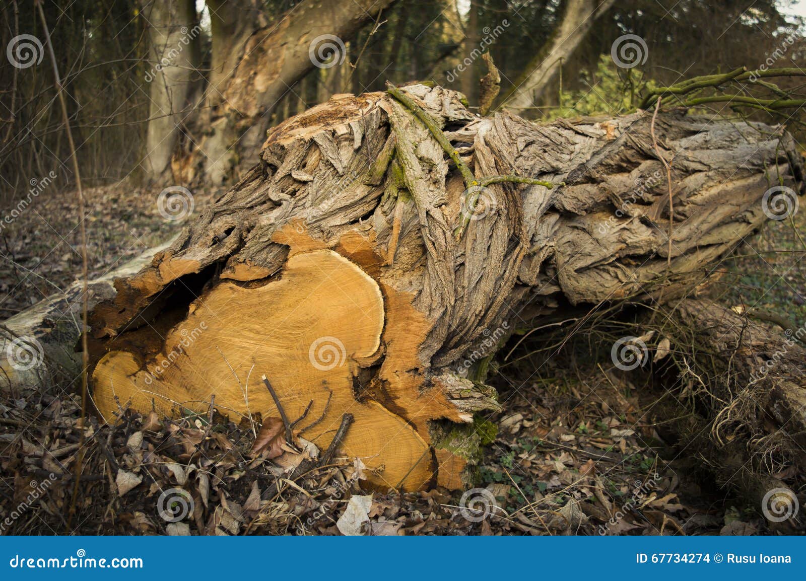 Old Tree Cut Down, Close Up Stock Photo - Image of grass, leaves: 67734274