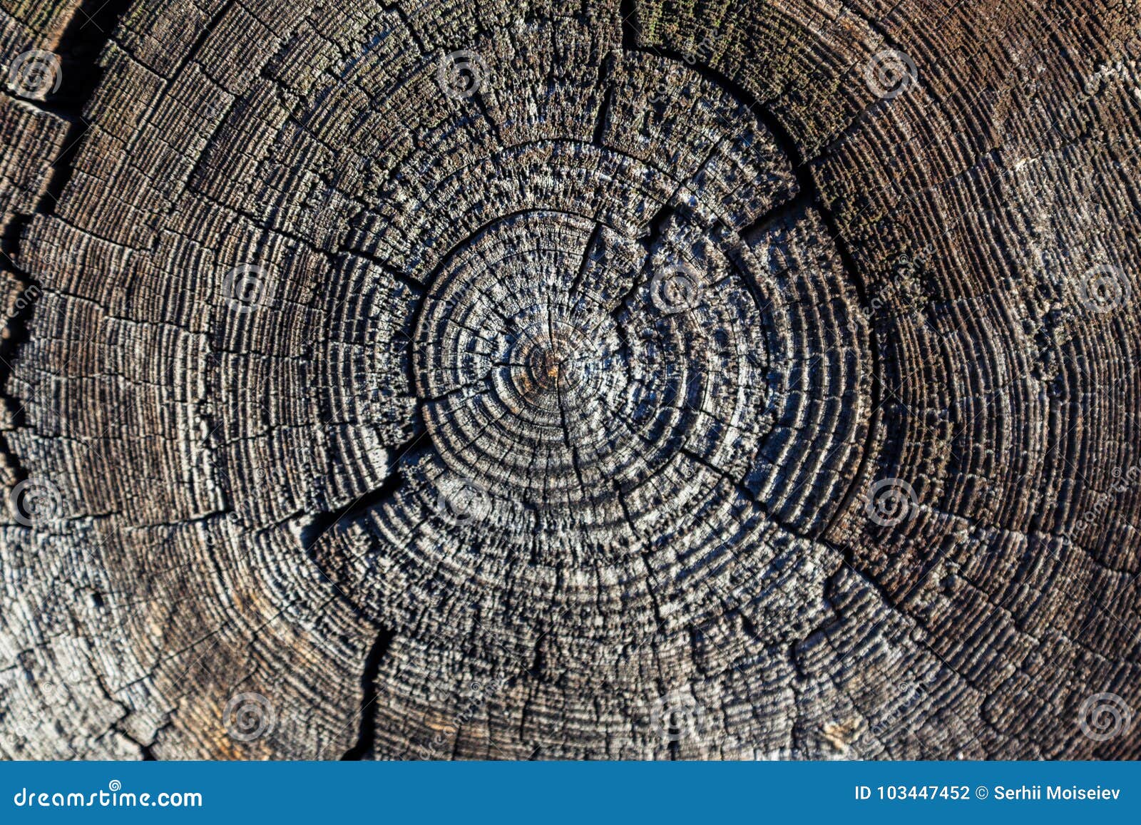 Old tree cut down stock photo. Image of striped, slice - 103447452