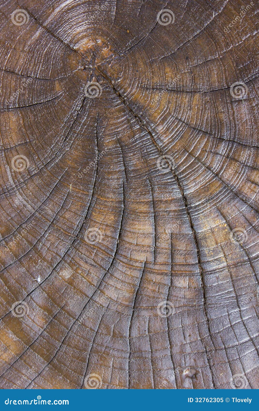 Old tree cut texture stock image. Image of aging, element - 32762305