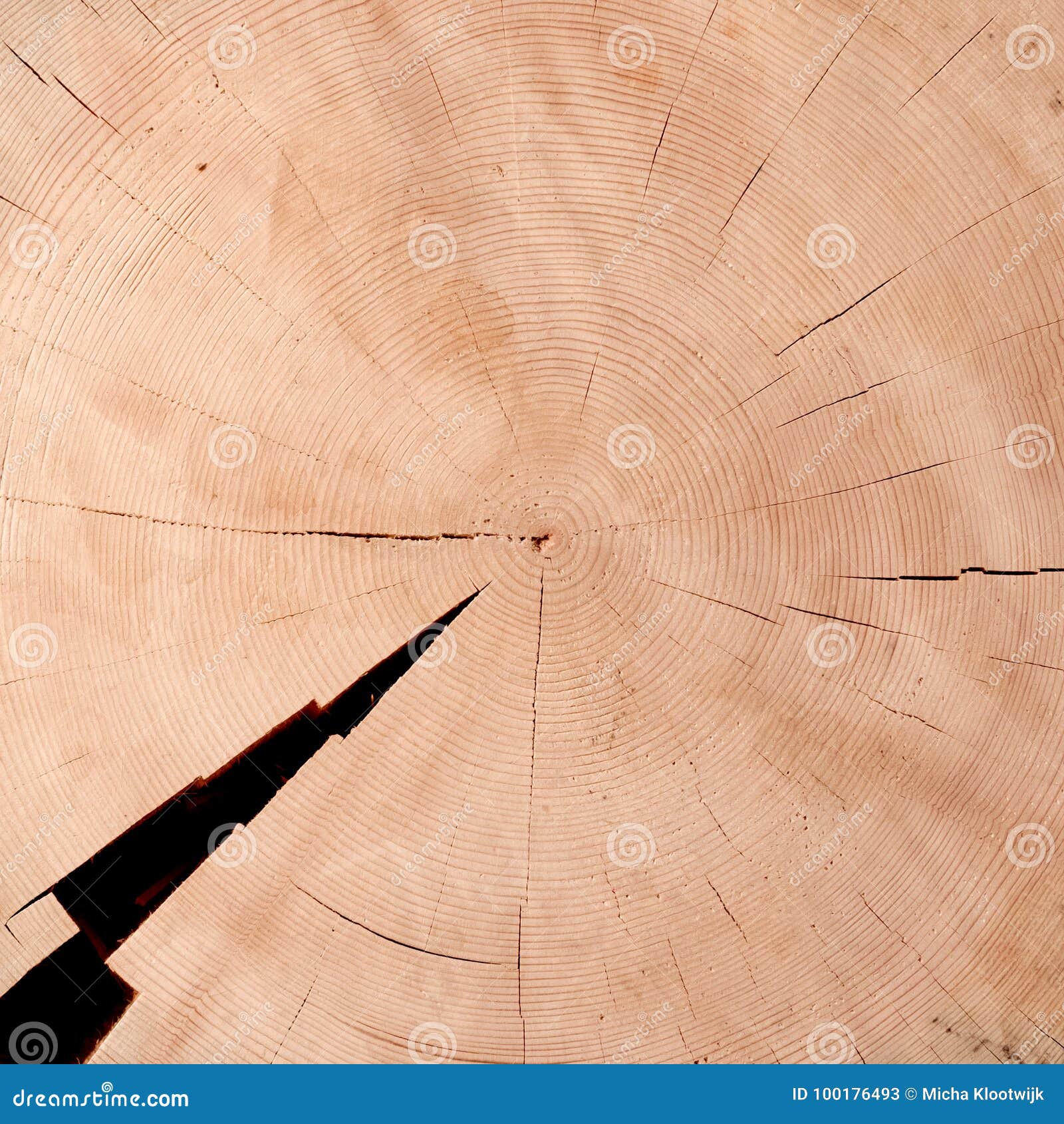 Old tree cut texture stock image. Image of striped, forest - 100176493