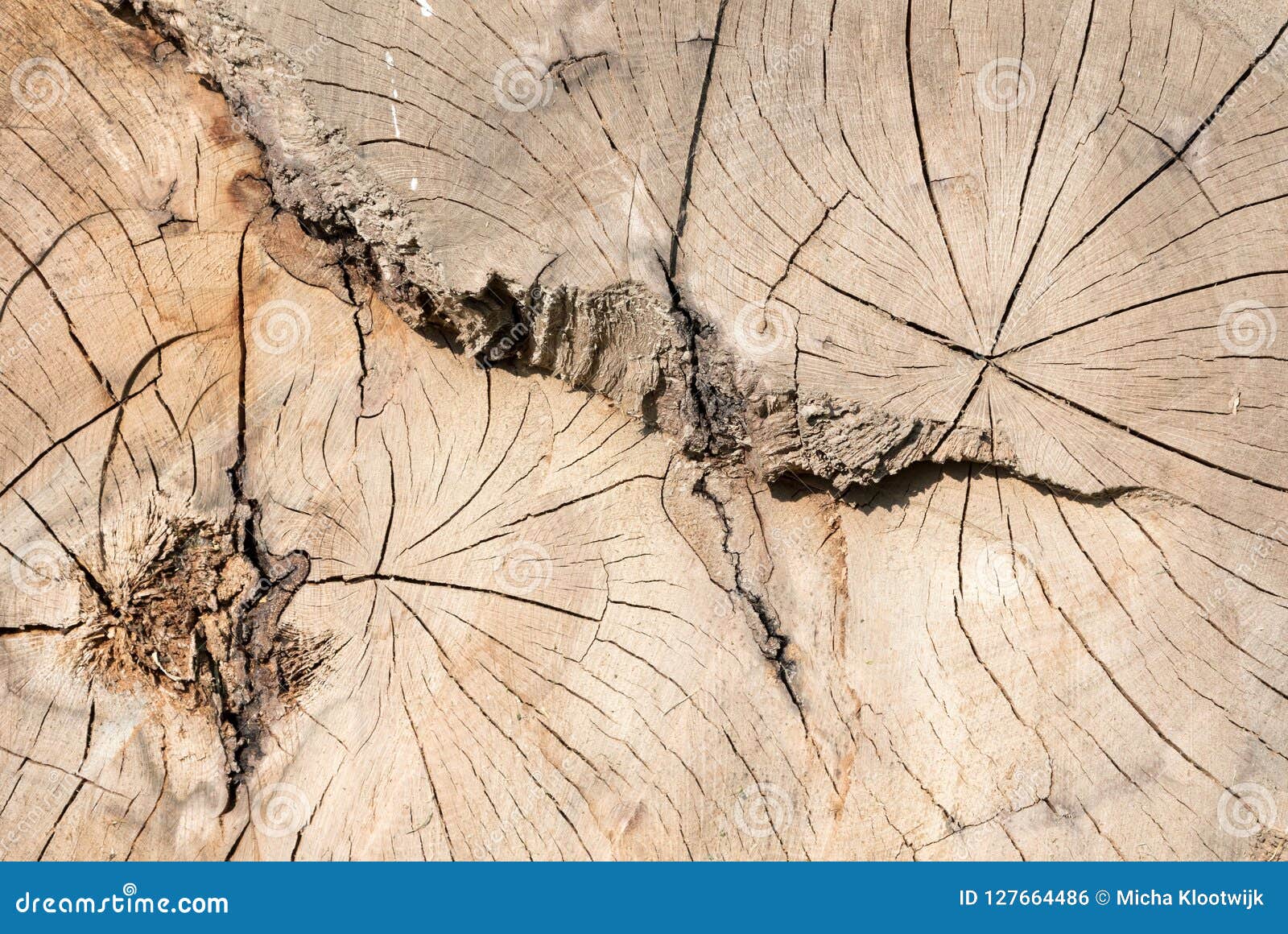 Old tree cut texture stock photo. Image of striped, slice - 127664486