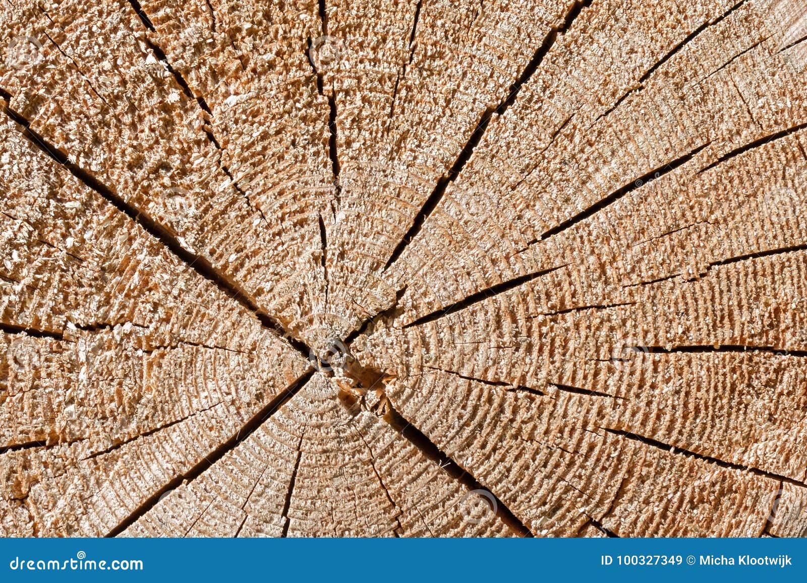 Old tree cut texture stock image. Image of bark, circle - 100327349
