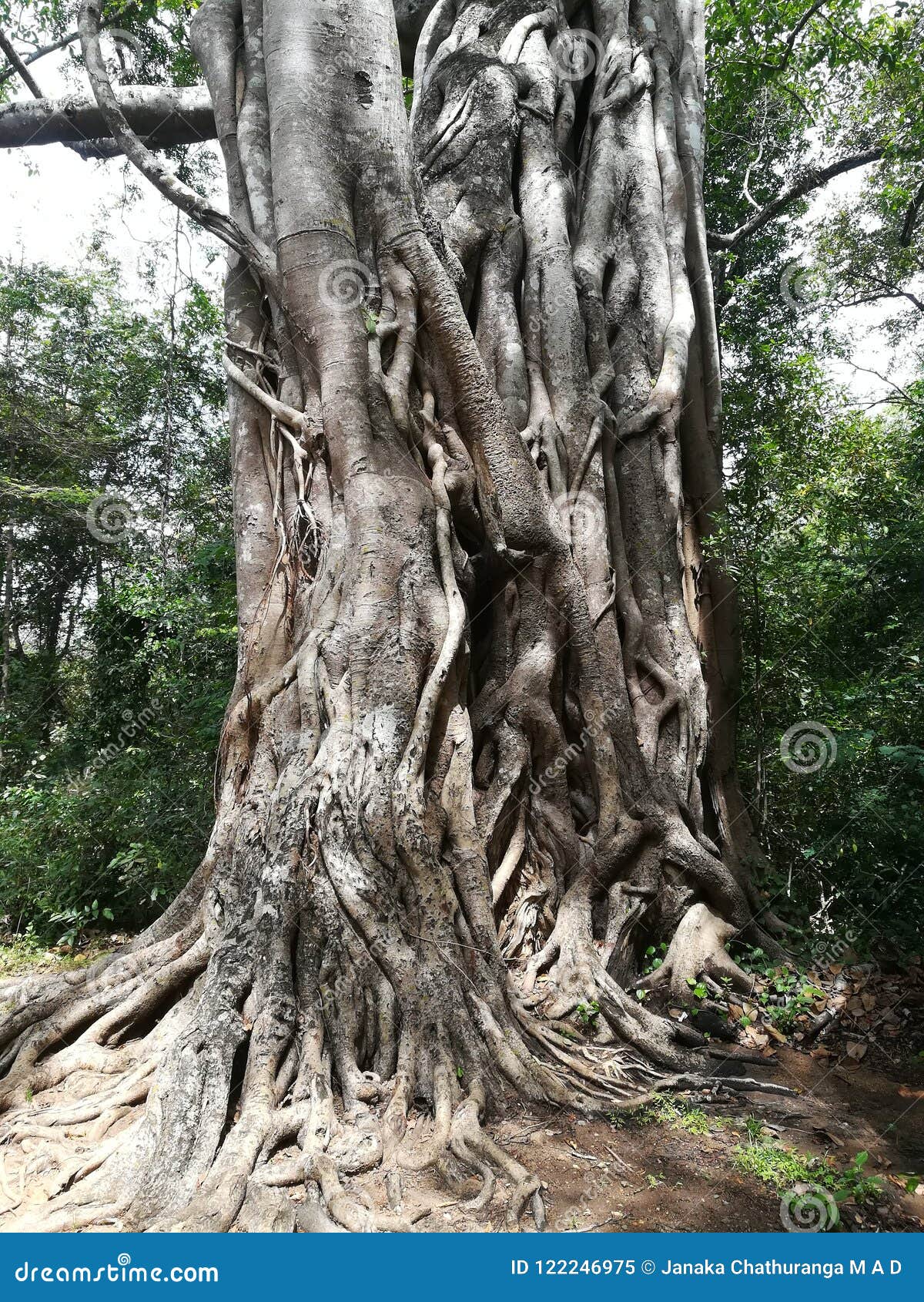 Dambana Wedi Gammanaya Stock Photos - Free & Royalty-Free Stock Photos ...