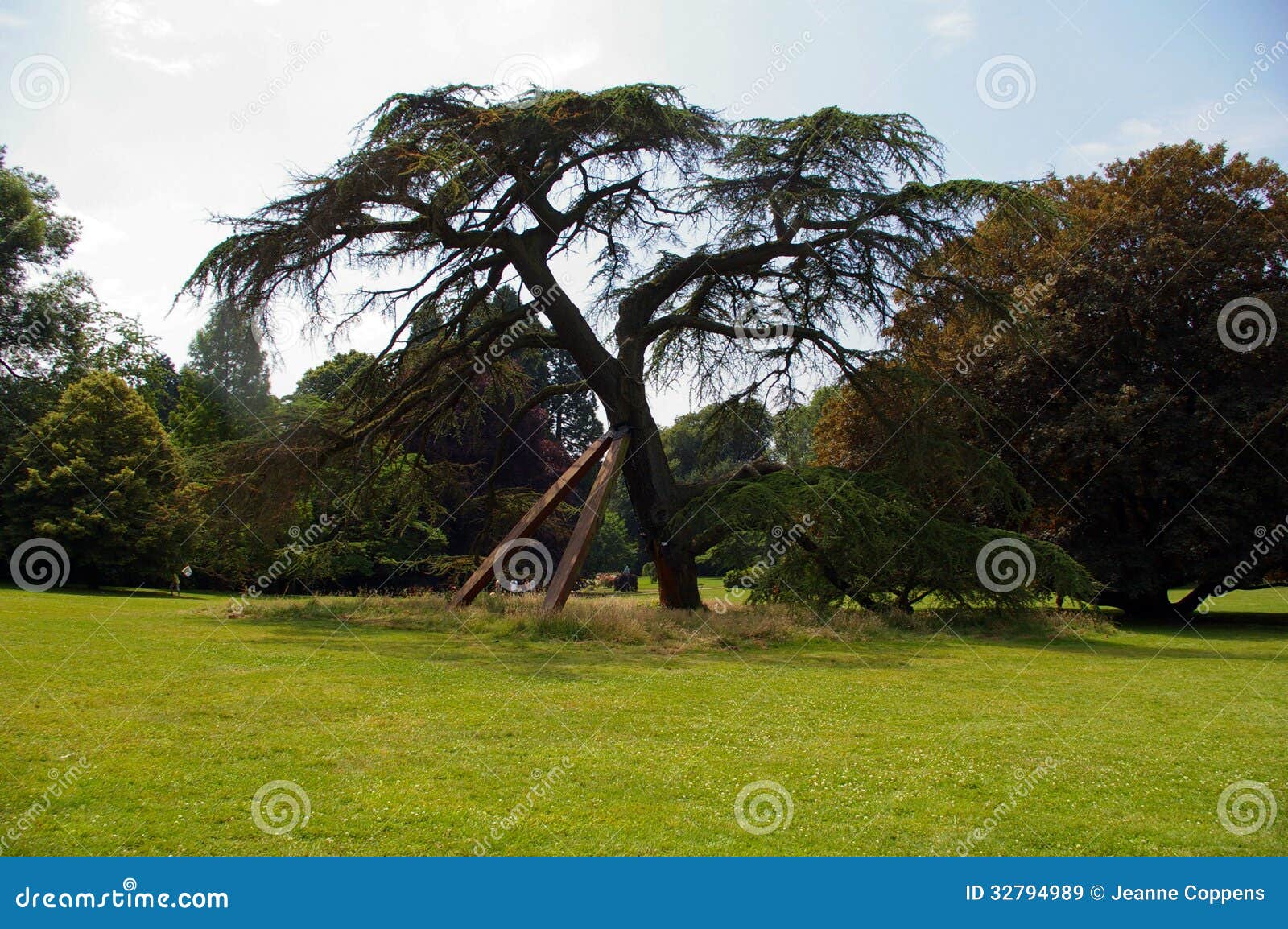 Old tree in danger . stock image. Image of support, grass - 32794989