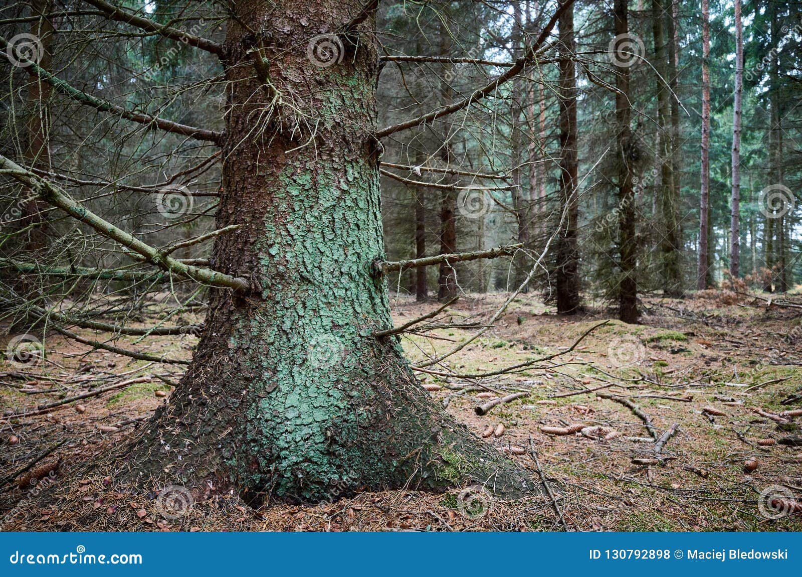 Old tree in a dark forest. stock photo. Image of nature - 130792898