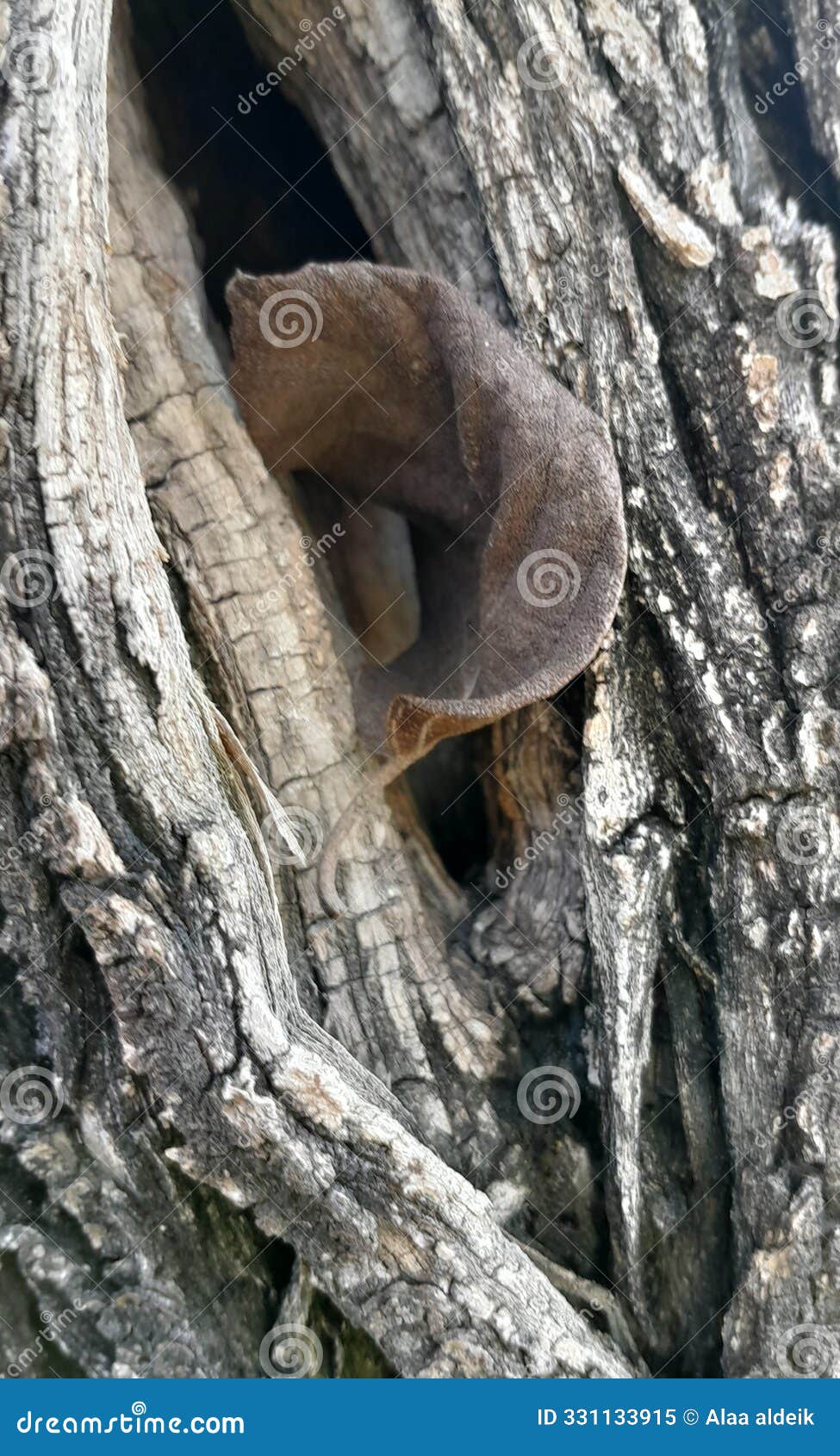 Old Tree with Dark Old Leaf between Hidden Stock Image - Image of tree ...