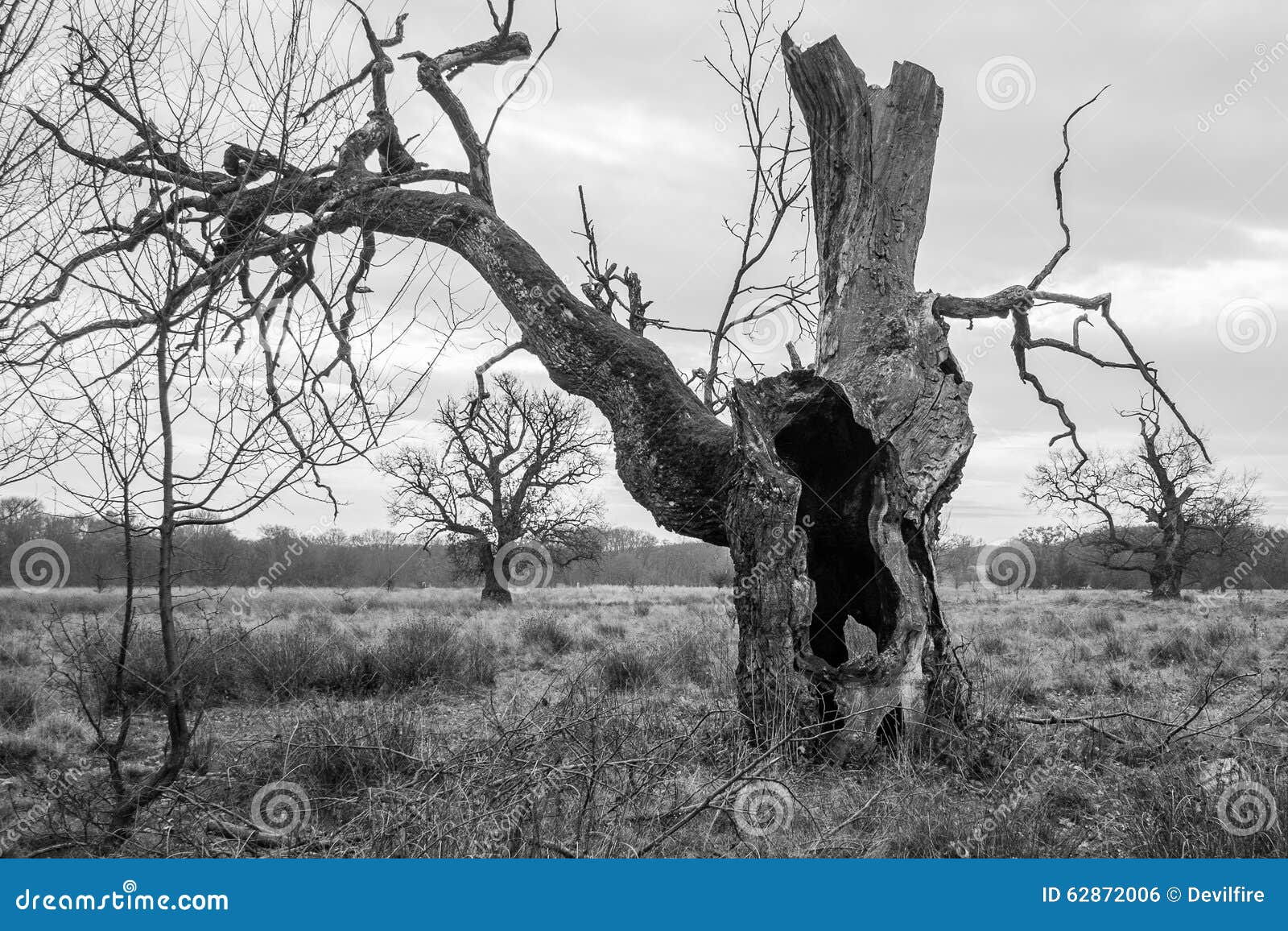 Old tree stock photo. Image of monochrome, dead, dark - 62872006