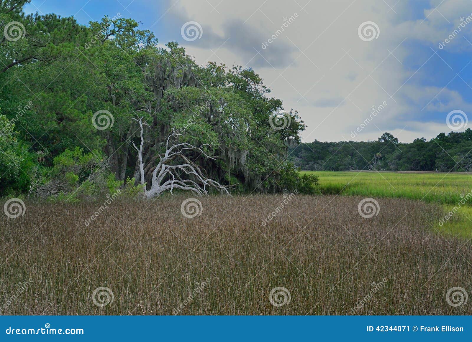 This Old Tree stock image. Image of preserve, marsh, scenic - 42344071