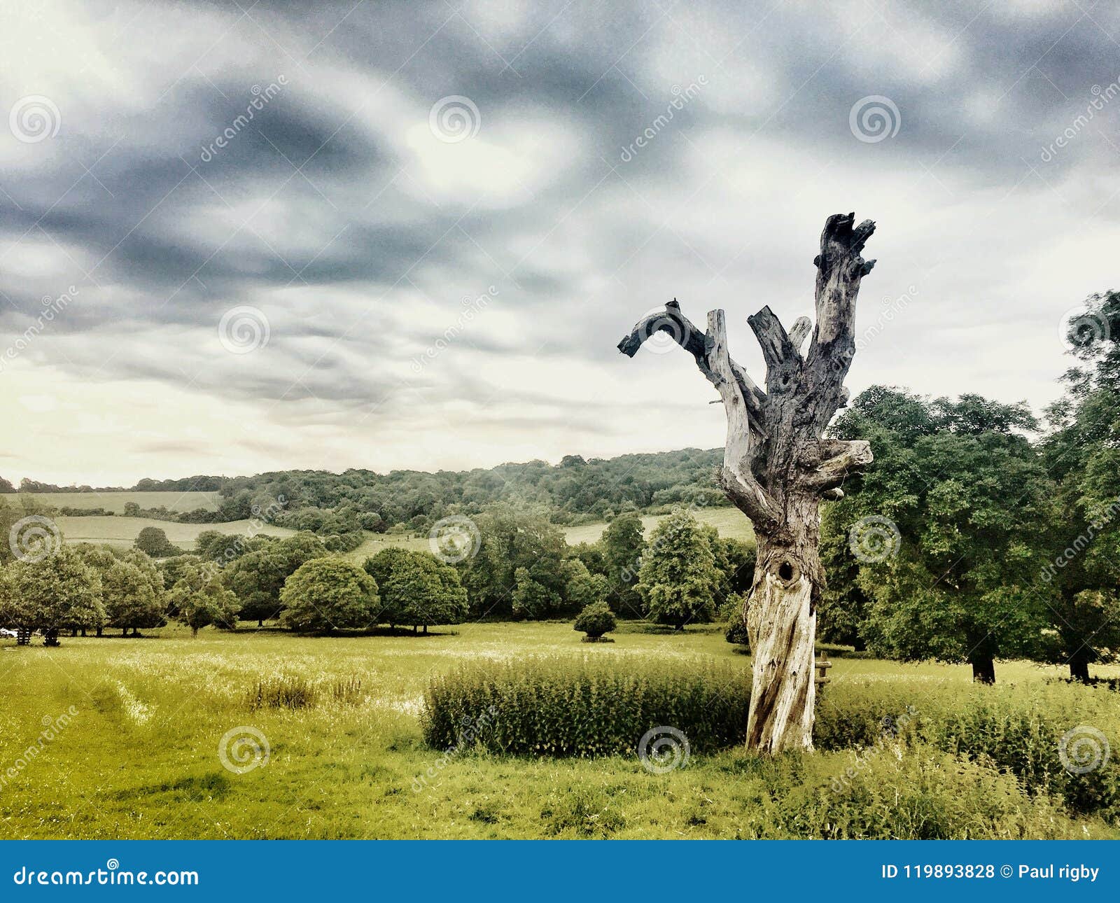 Old tree stock photo. Image of black, white, decaying - 119893828