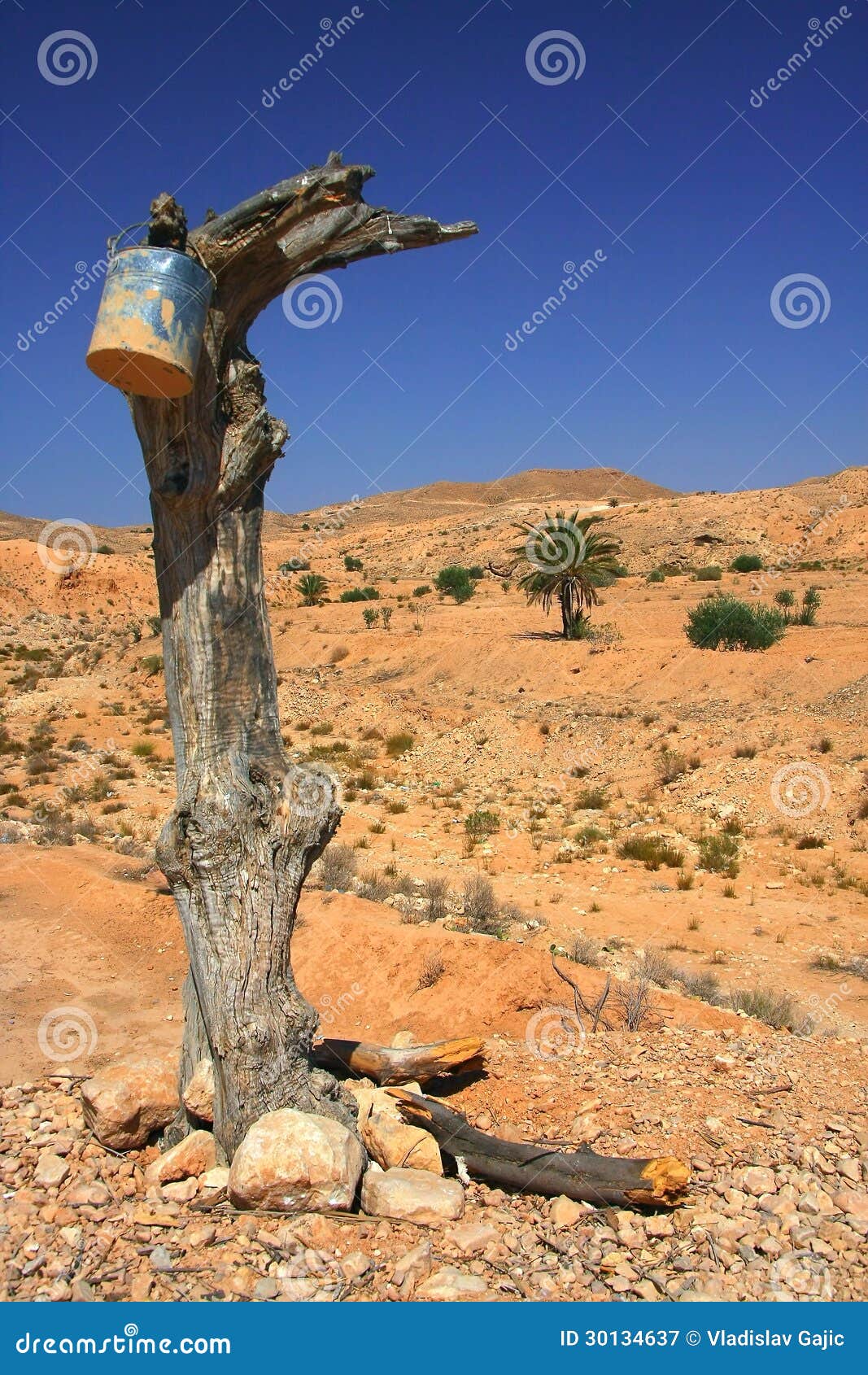 Old Tree in the Sandy Desert in Matmata Stock Image - Image of sahara ...
