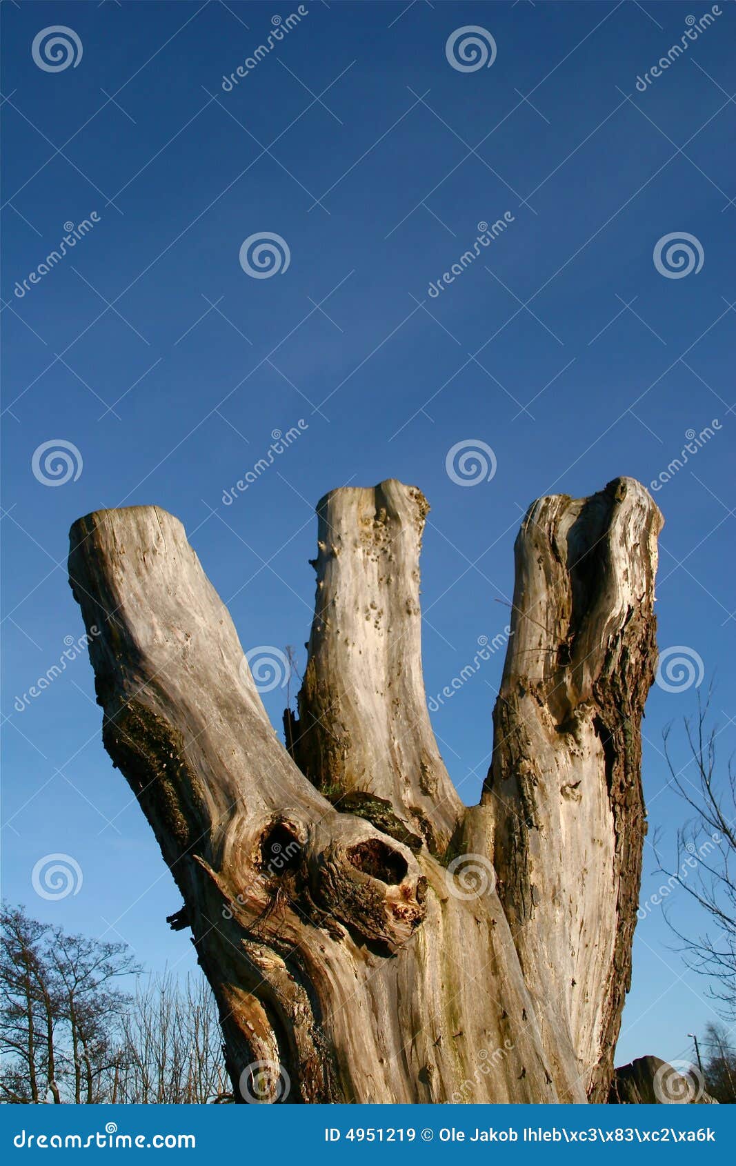 Old tree destroyed stock image. Image of hurt, help, death - 4951219